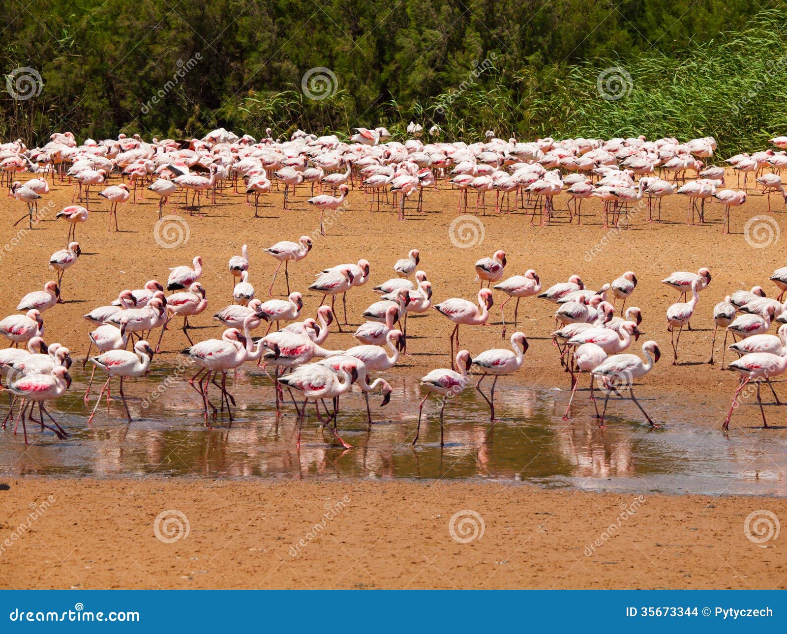 Flamingos near Walvis Bay stock photo. Image of freedom - 35673344