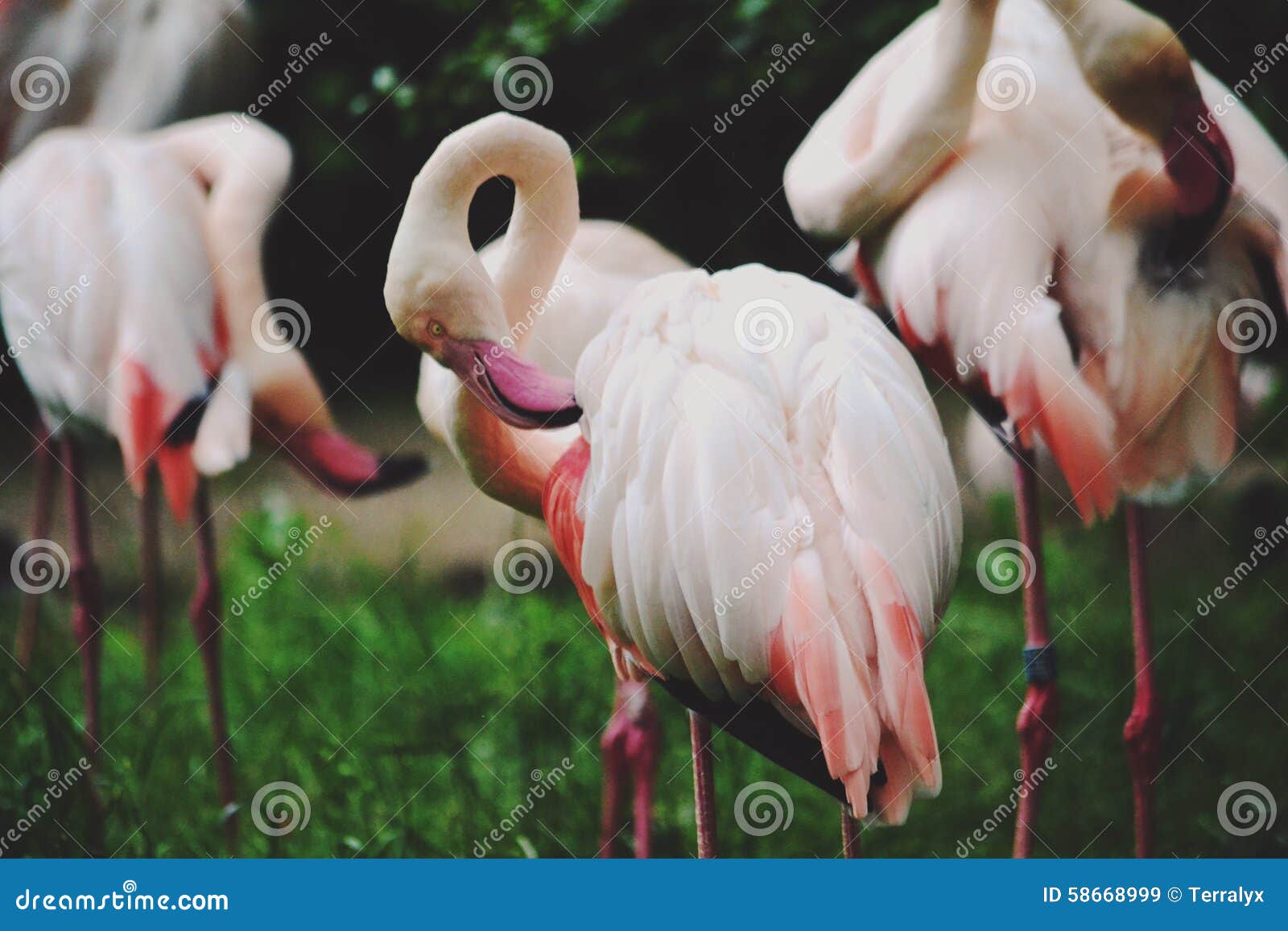Flamingos stock image. Image of flamingos, animal, flamingo - 58668999