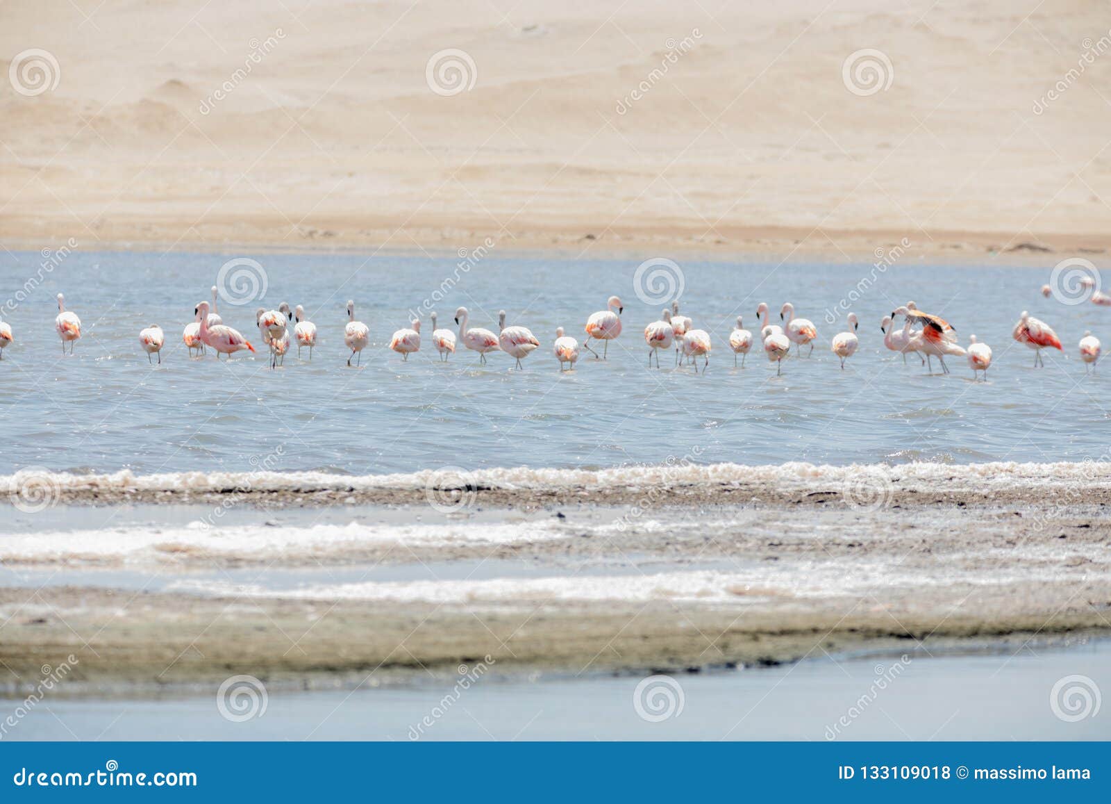 Flamingos in Paracas, Peru stock photo. Image of lonely - 133109018