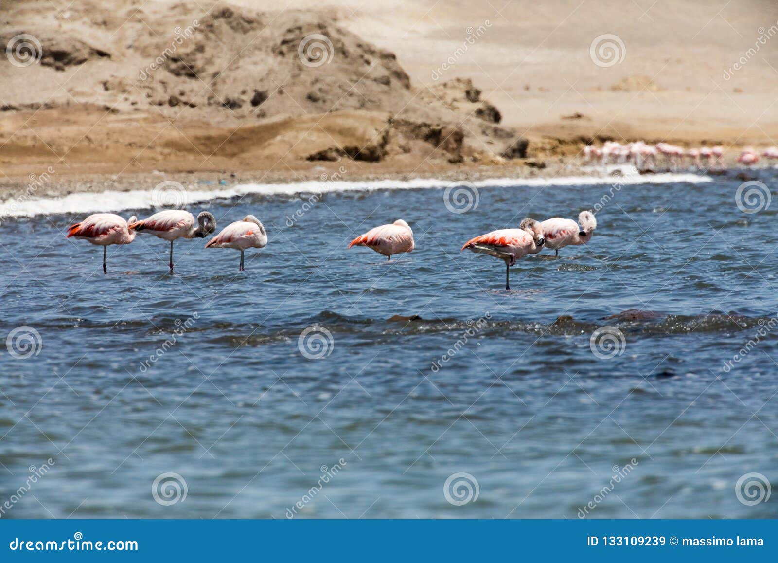 Flamingos in Paracas, Peru stock image. Image of beach - 133109239