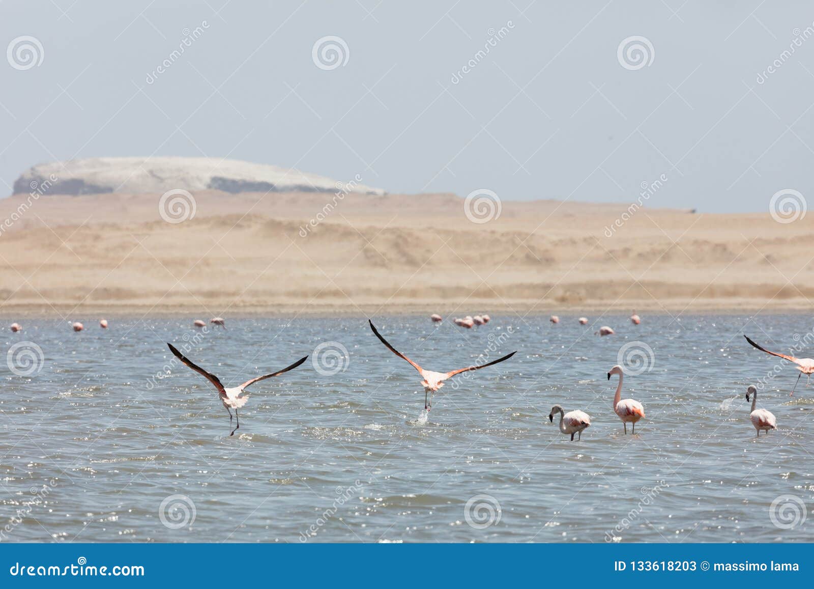 Flamingos in Paracas, Peru stock image. Image of line - 133618203
