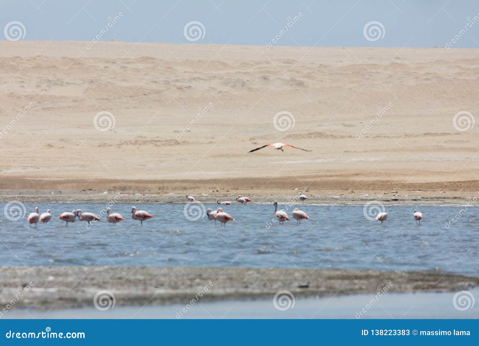 Flamingos in Paracas, Peru stock image. Image of desert - 138223383