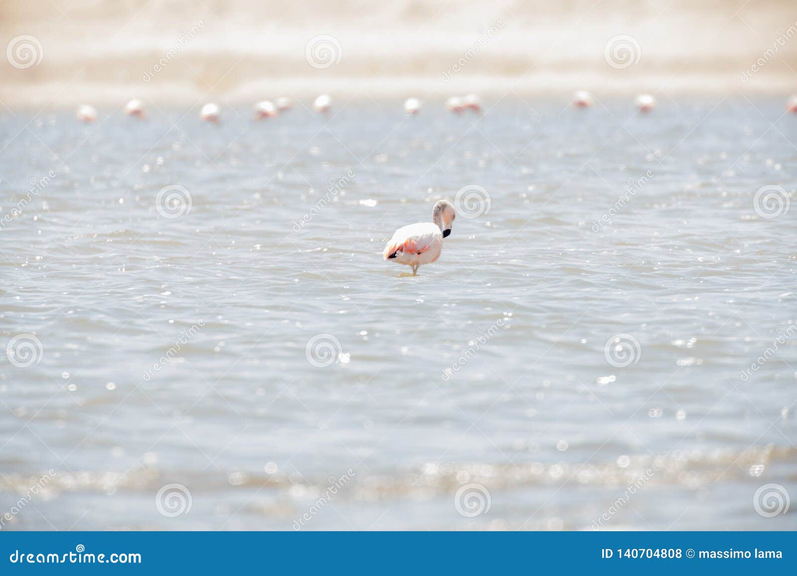 Flamingos in Paracas, Peru stock photo. Image of blue - 140704808