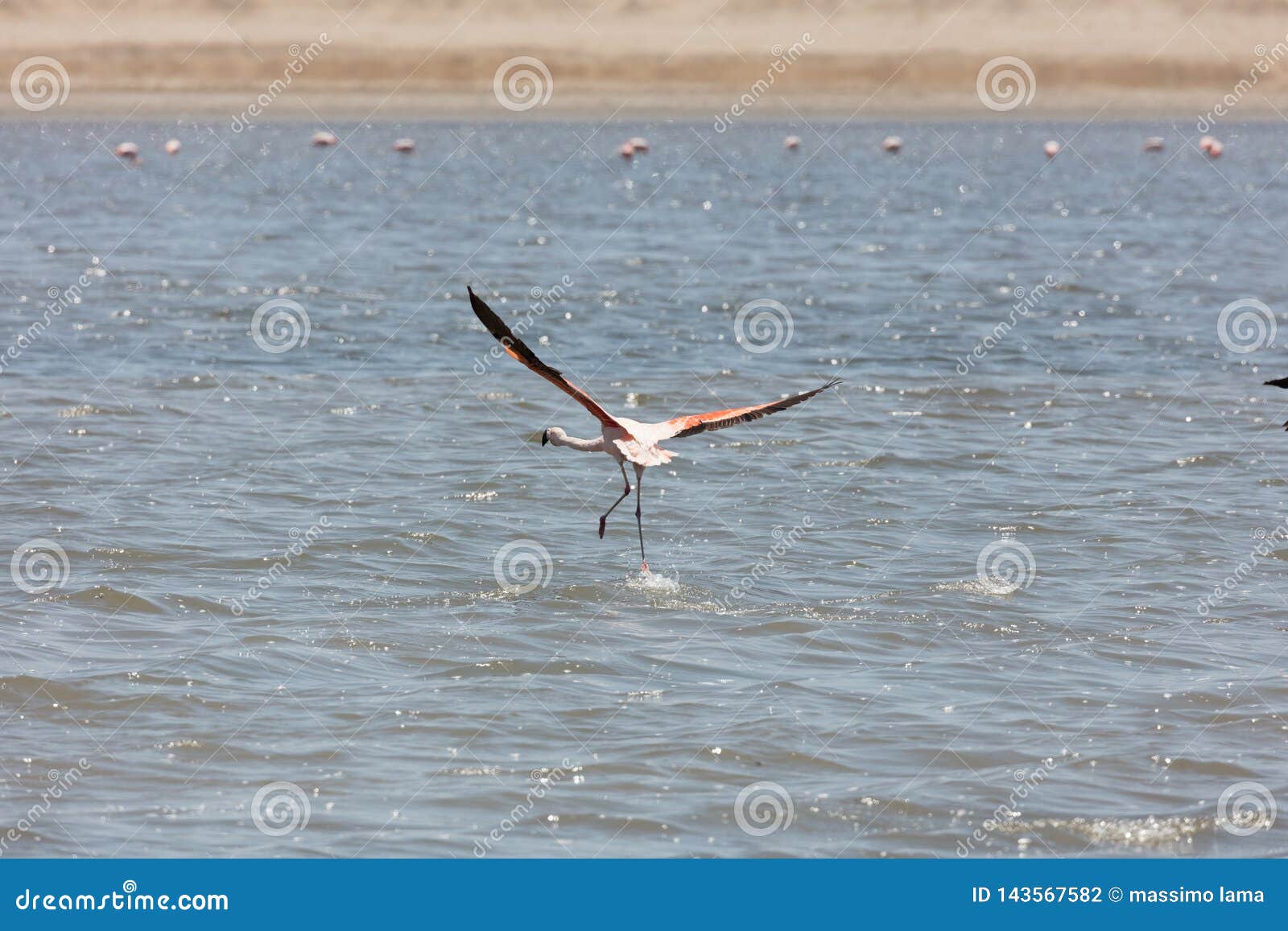 Flamingos in Paracas, Peru stock photo. Image of lonely - 143567582