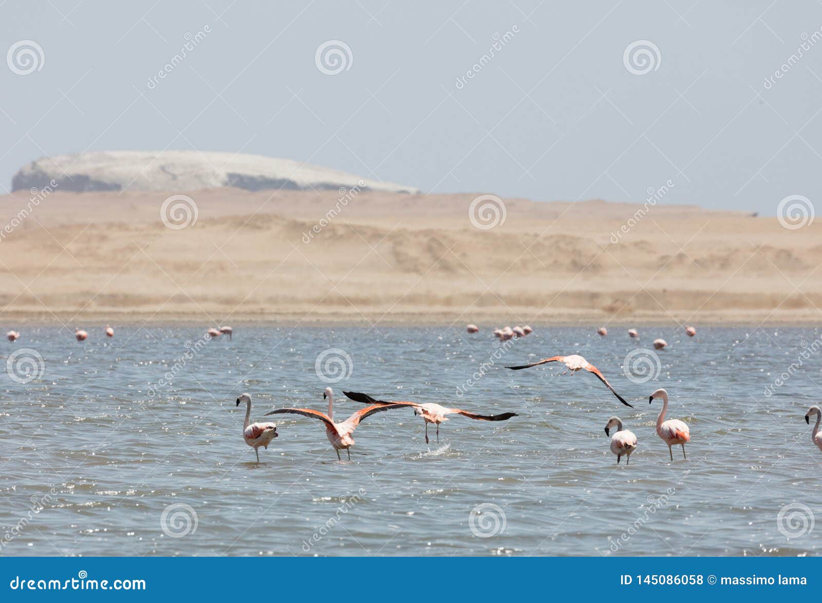 Flamingos in Paracas, Peru stock photo. Image of cruiser - 145086058
