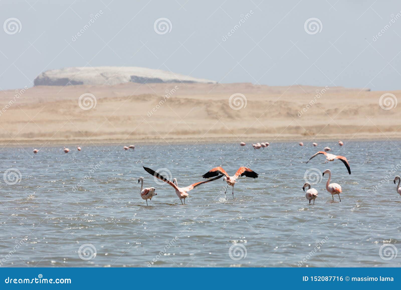 Flamingos in Paracas, Peru stock photo. Image of ballestas - 152087716