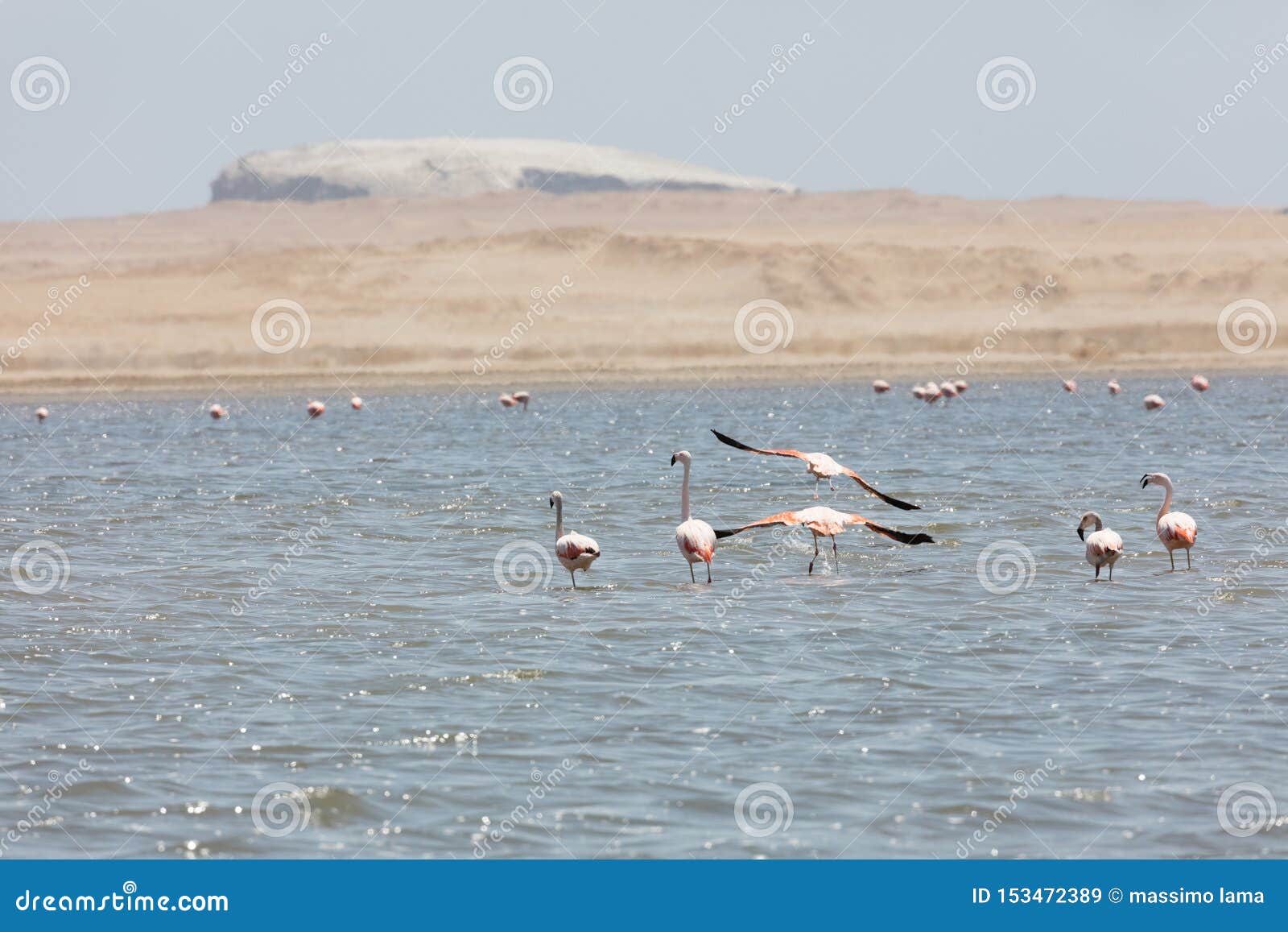 Flamingos in Paracas, Peru stock image. Image of lagoon - 153472389