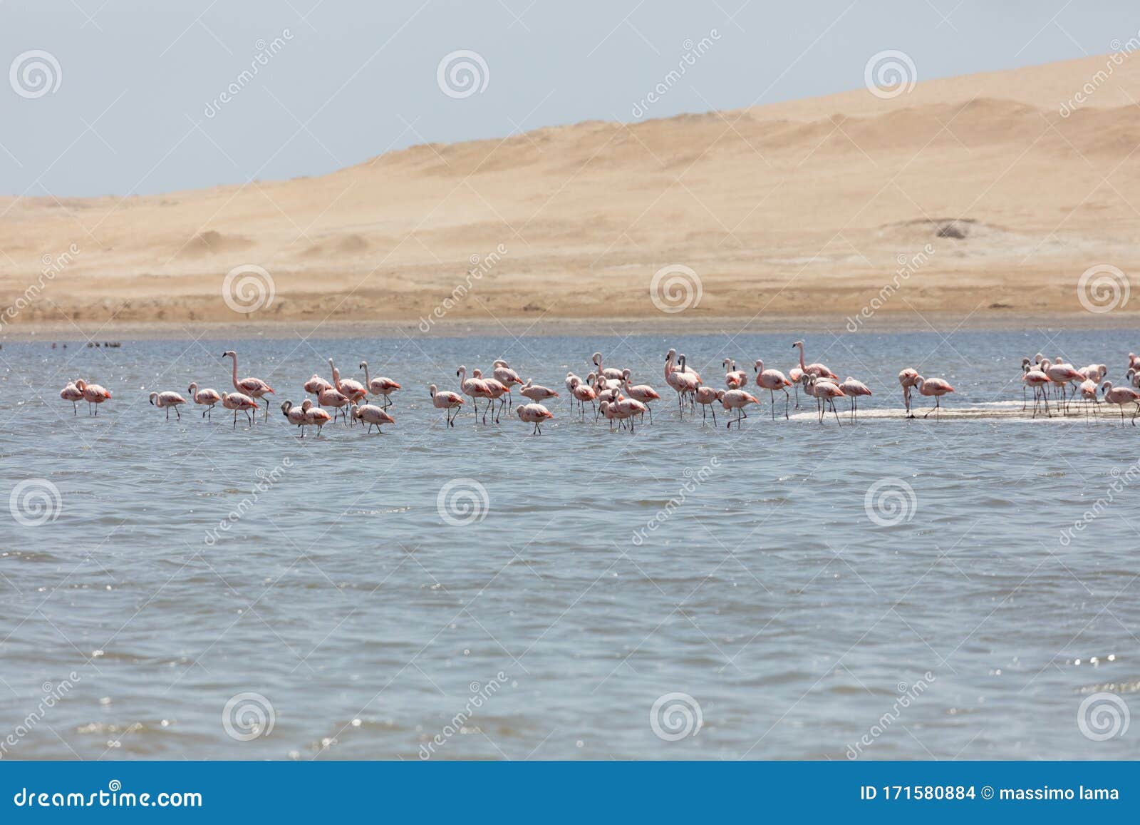 Flamingos in Paracas, Peru stock photo. Image of blue - 171580884