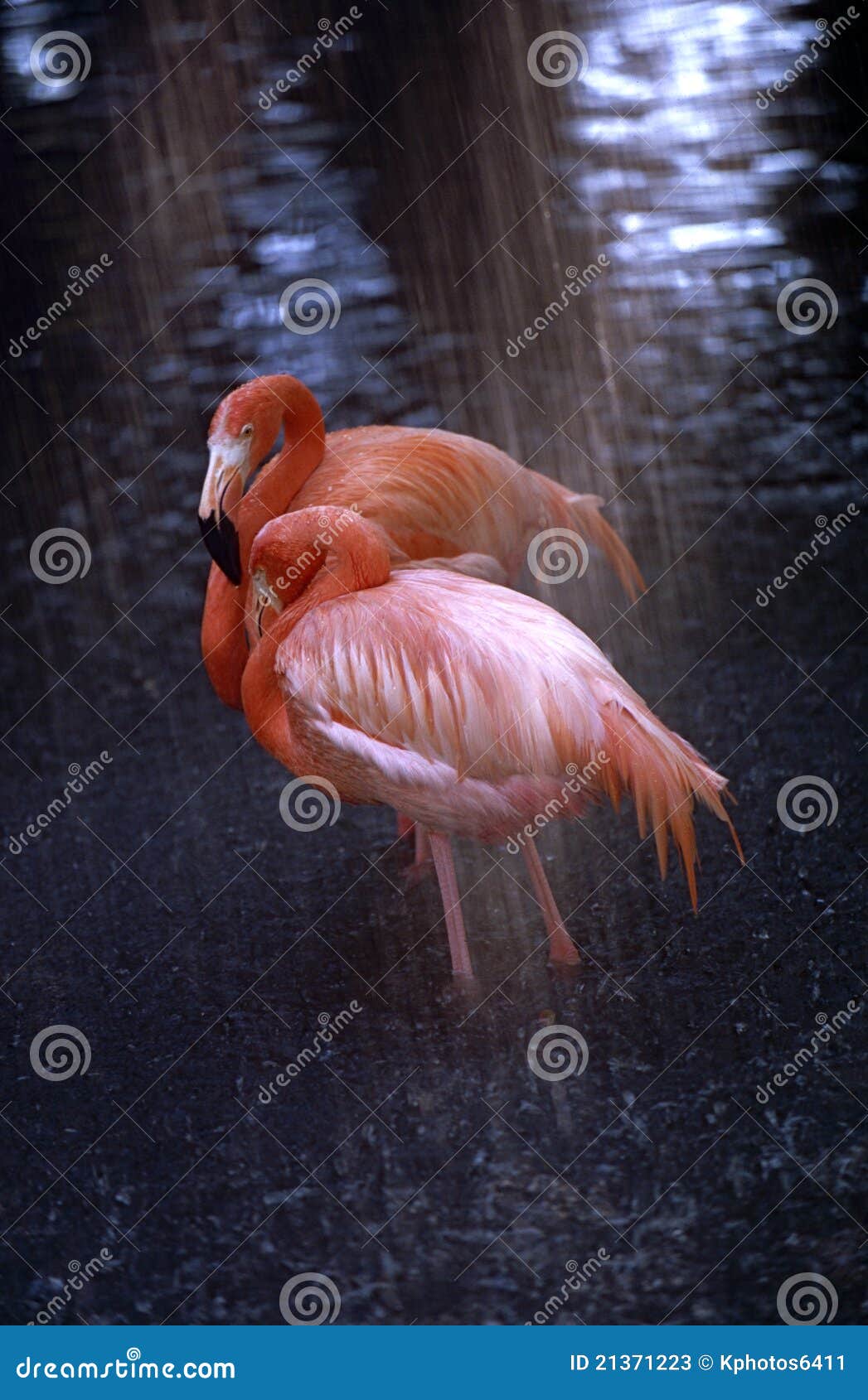 Flamingos in the rain stock image. Image of animal, flamingos - 21371223