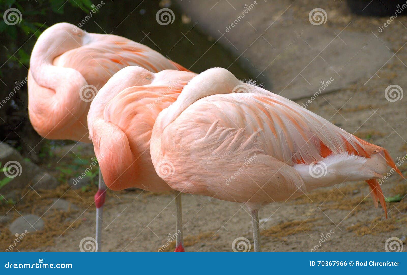 Flamingos at rest stock photo. Image of flamingos, feathers - 70367966