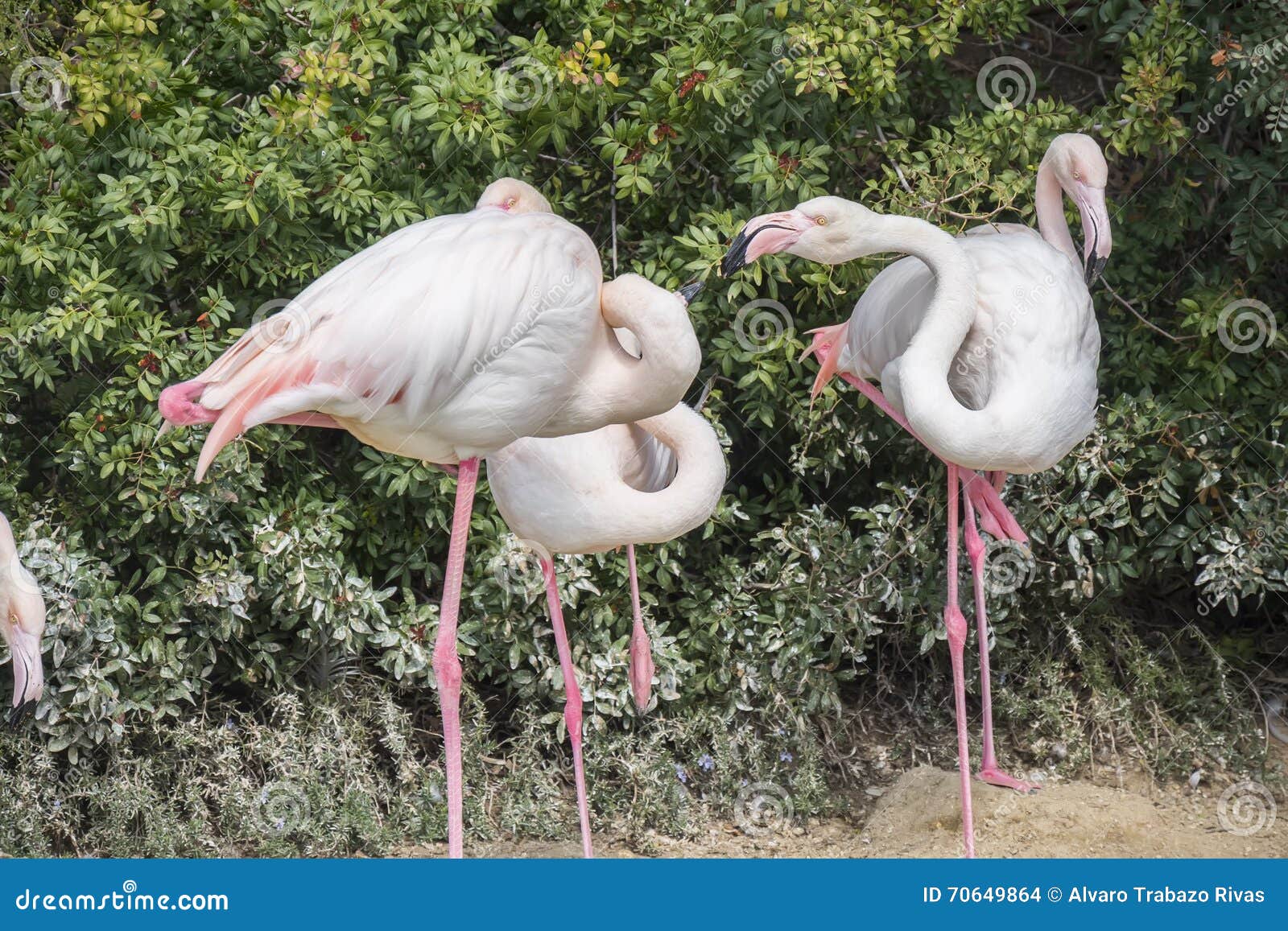 Flamingos Resting on the Shore of a Pond Stock Photo - Image of group ...