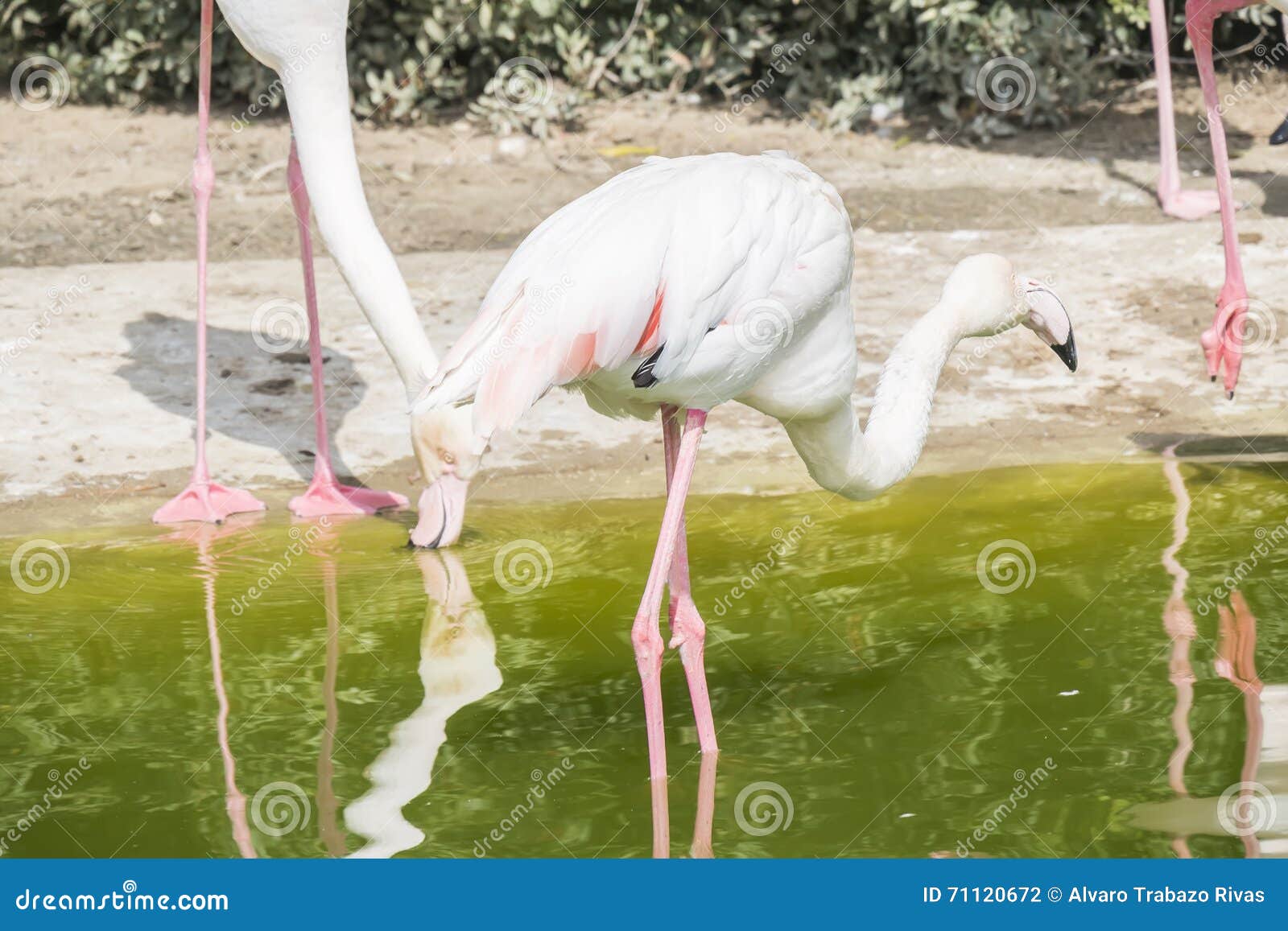 Flamingos Resting on the Shore of a Pond Stock Photo - Image of ...