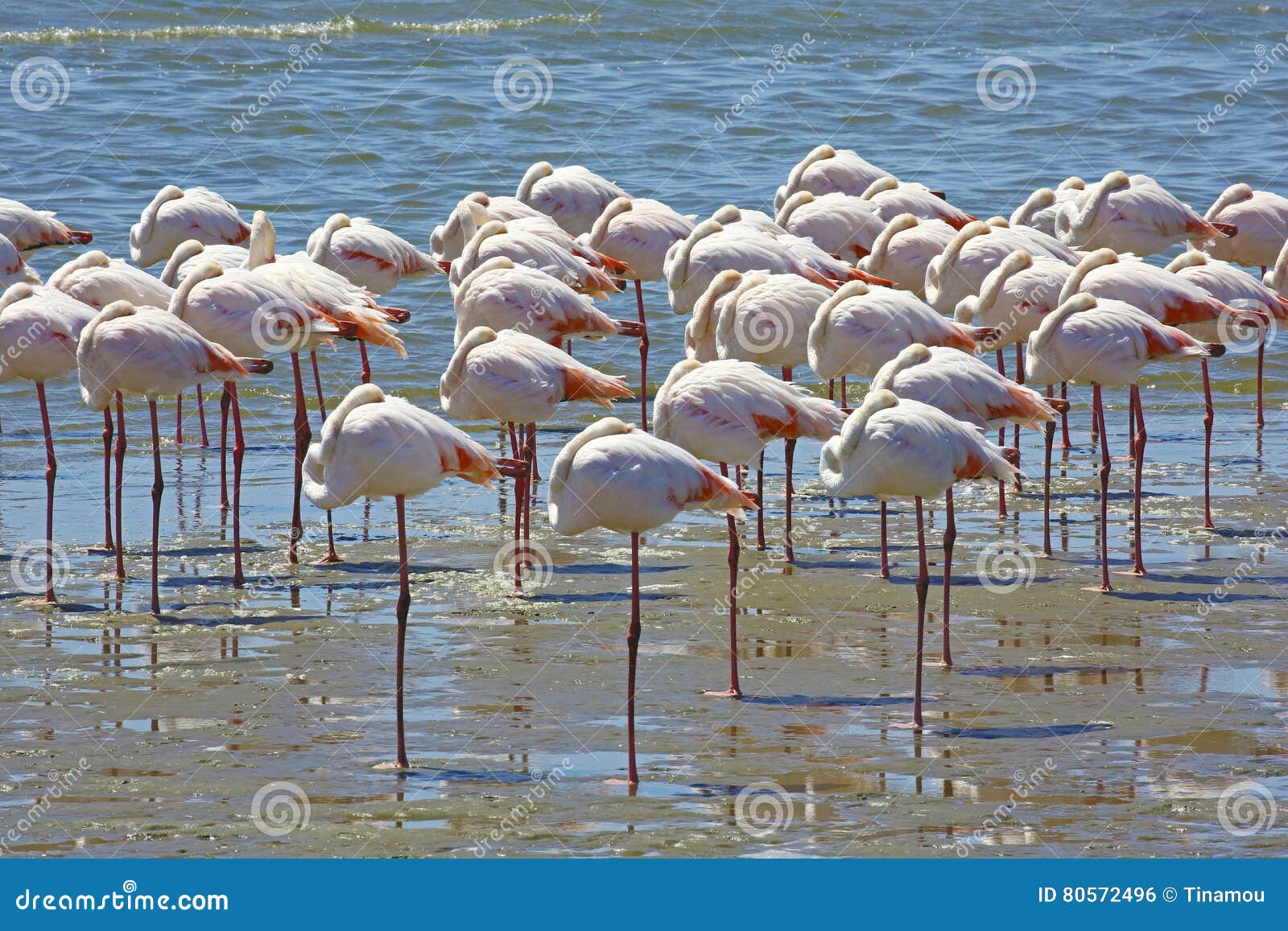 Flamingos Resting in Walvis Bay, Namibia Stock Photo - Image of group ...