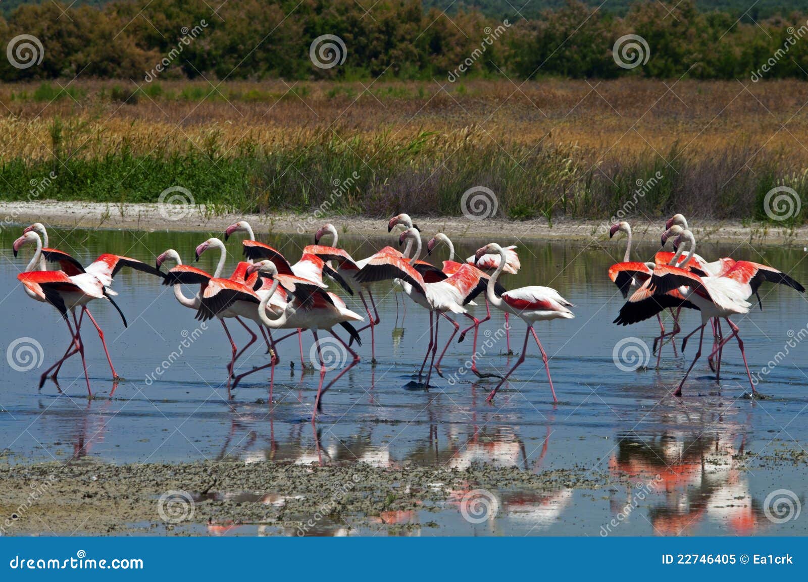 Flamingos running stock image. Image of animals, wildlife - 22746405