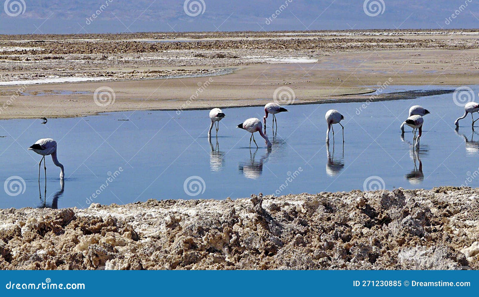 Flamingos in the Salar De Atacama, Chile Stock Image - Image of water ...