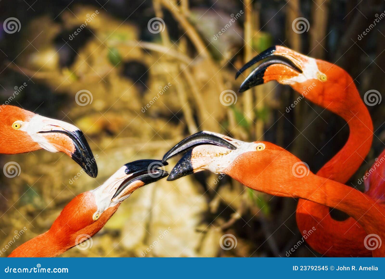 Flamingos social birds stock image. Image of aquatic - 23792545