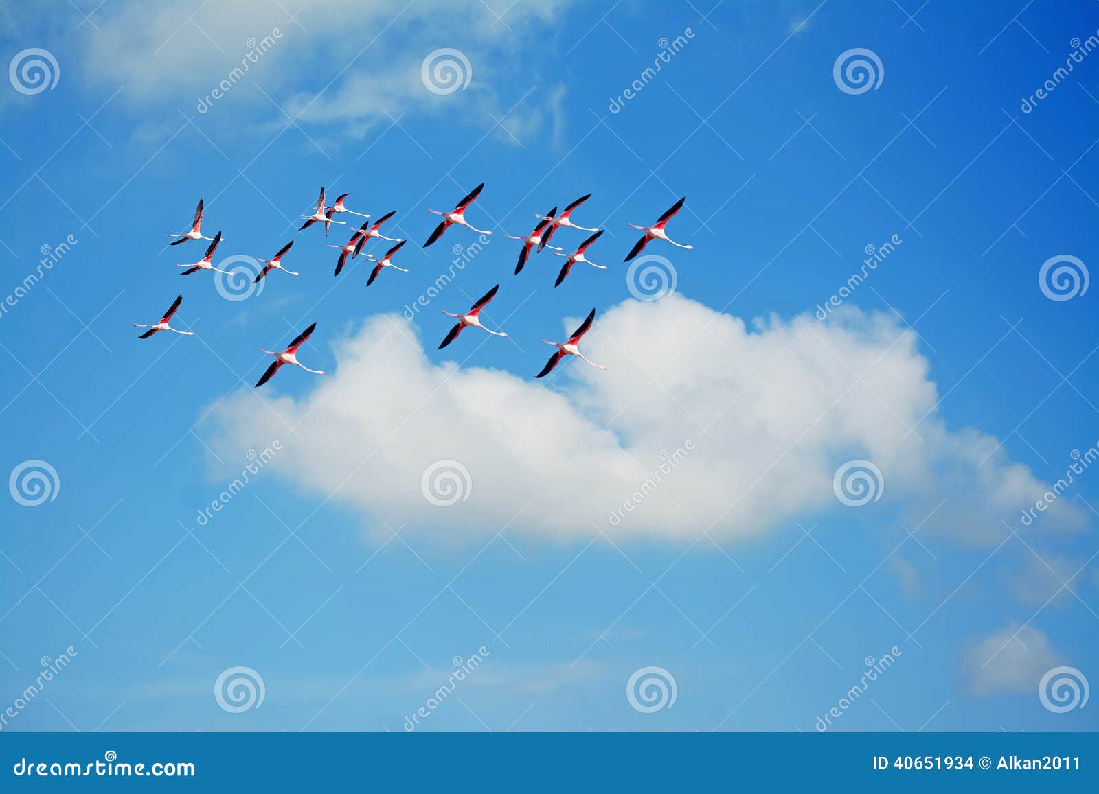 Flamingos and soft cloud stock photo. Image of bird, nature - 40651934