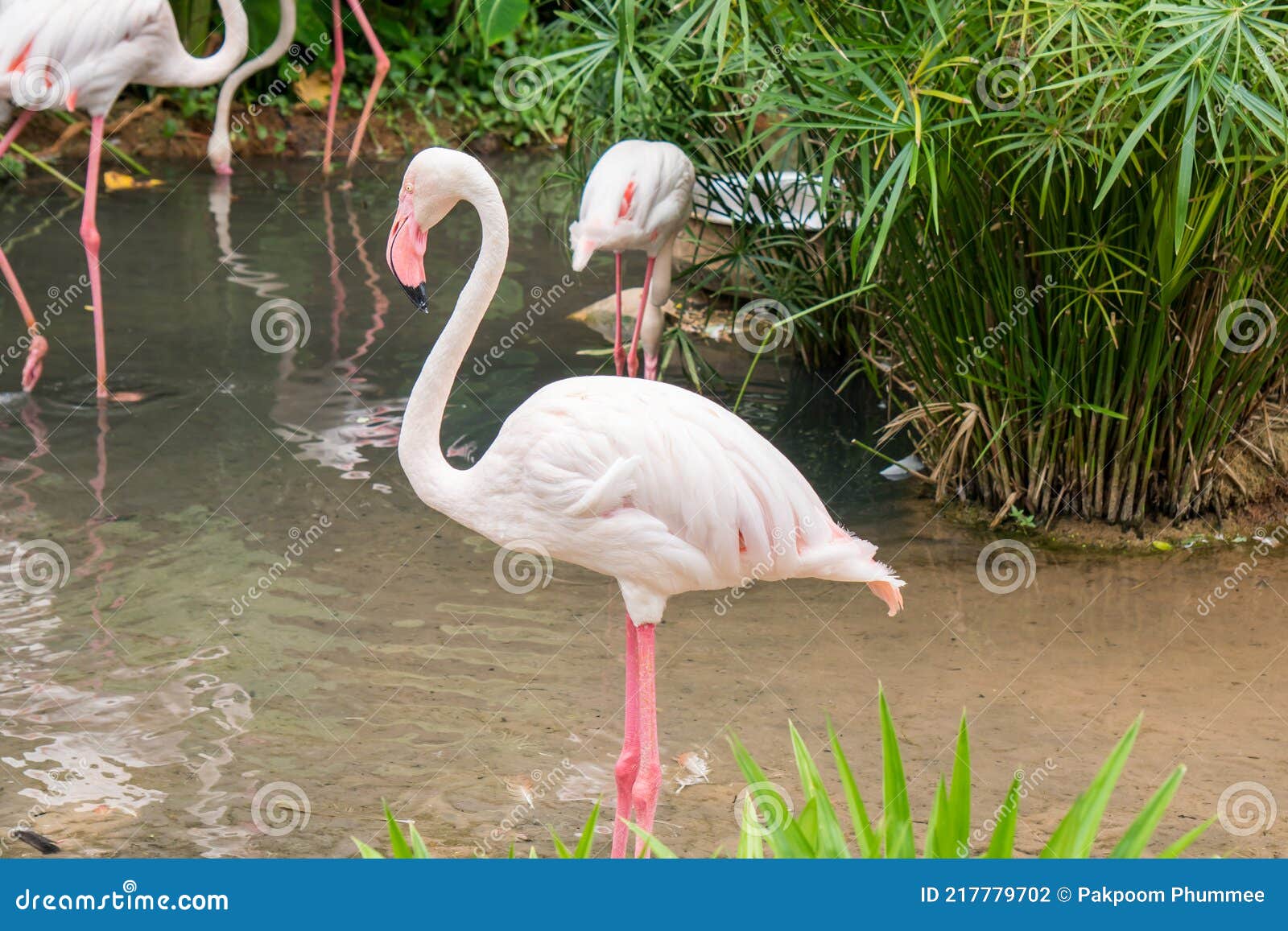 Flamingos Stand On One Leg. Stock Image | CartoonDealer.com #137386723