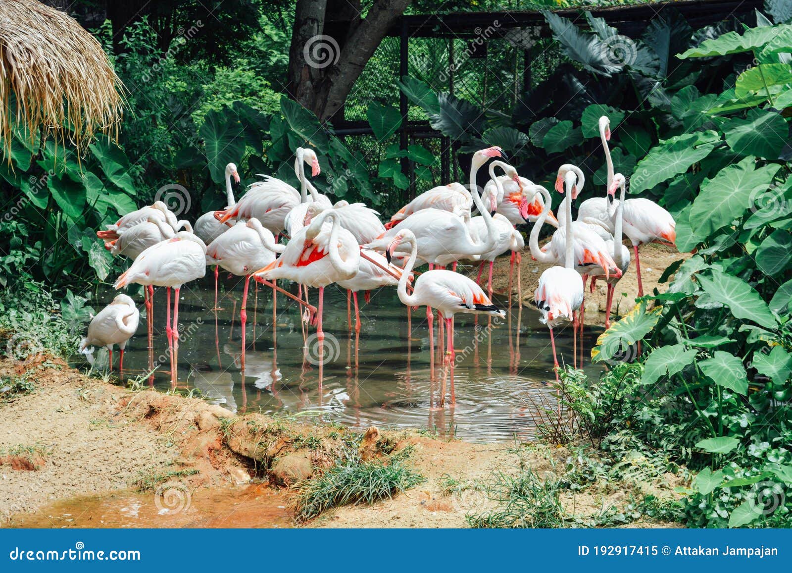 The Flamingos are Standing Together Stock Image - Image of group ...