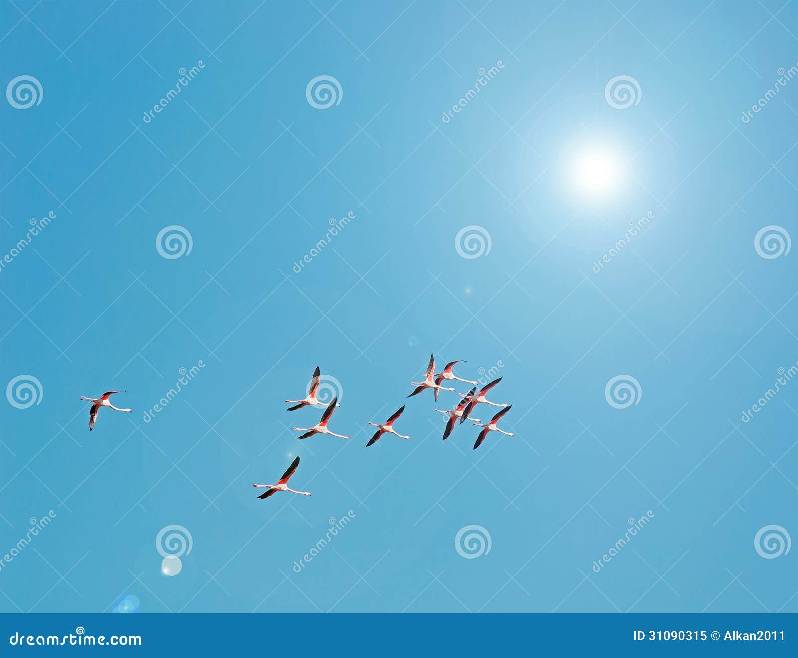Flamingos and sun stock image. Image of bird, elegant - 31090315