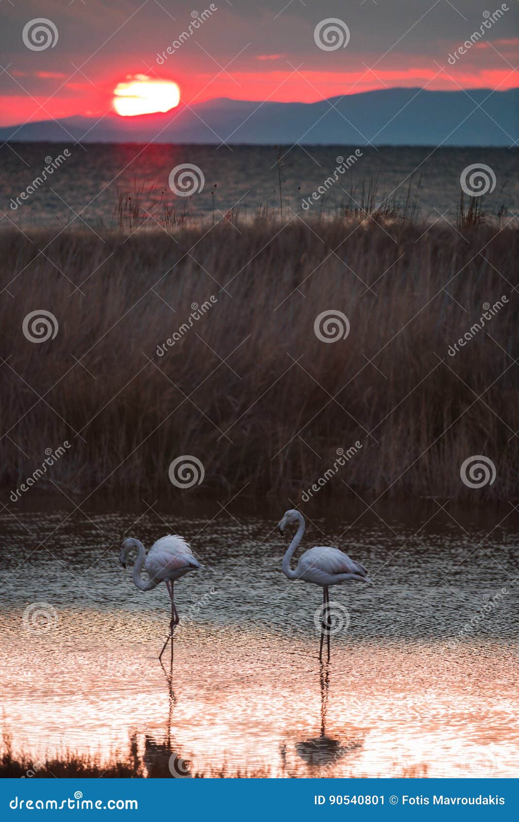 Flamingos at sunset stock image. Image of france, inspiration - 90540801
