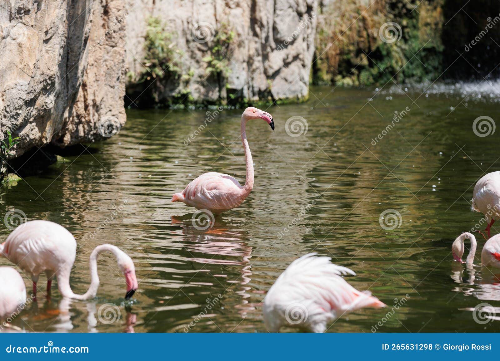 Flamingos Swimming in a Small Lake Stock Photo - Image of ...