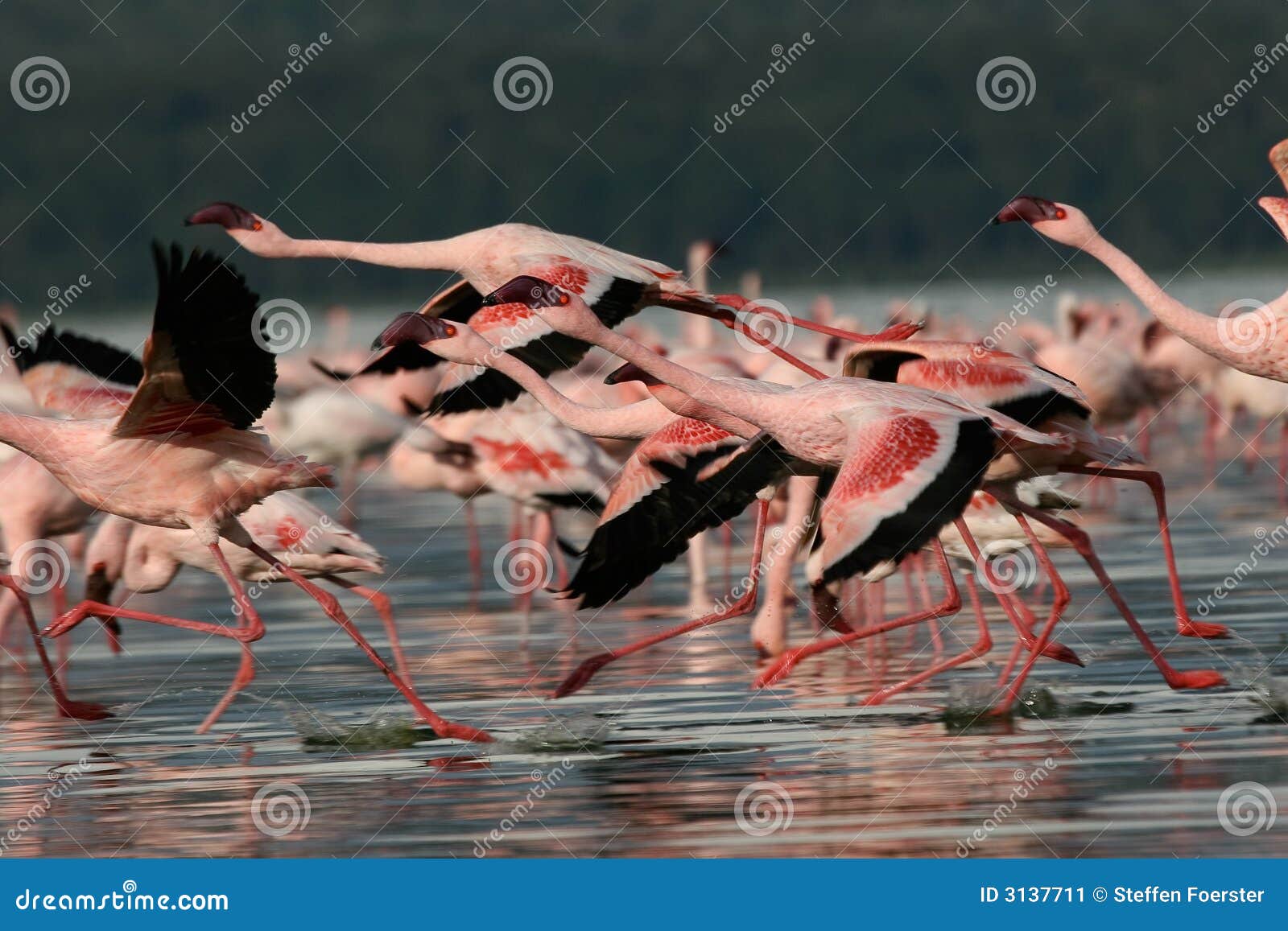 Flamingos taking flight stock image. Image of rift, lake - 3137711