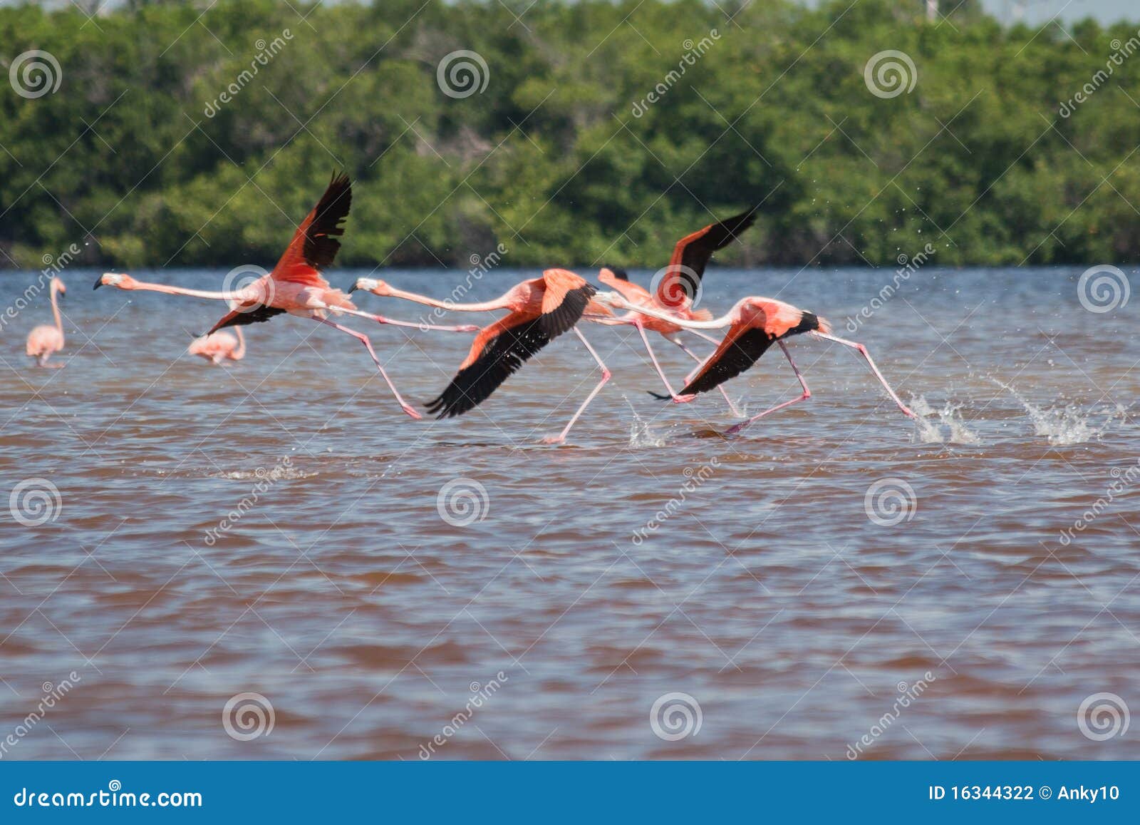 Flamingos taking off stock photo. Image of feed, offspring - 16344322