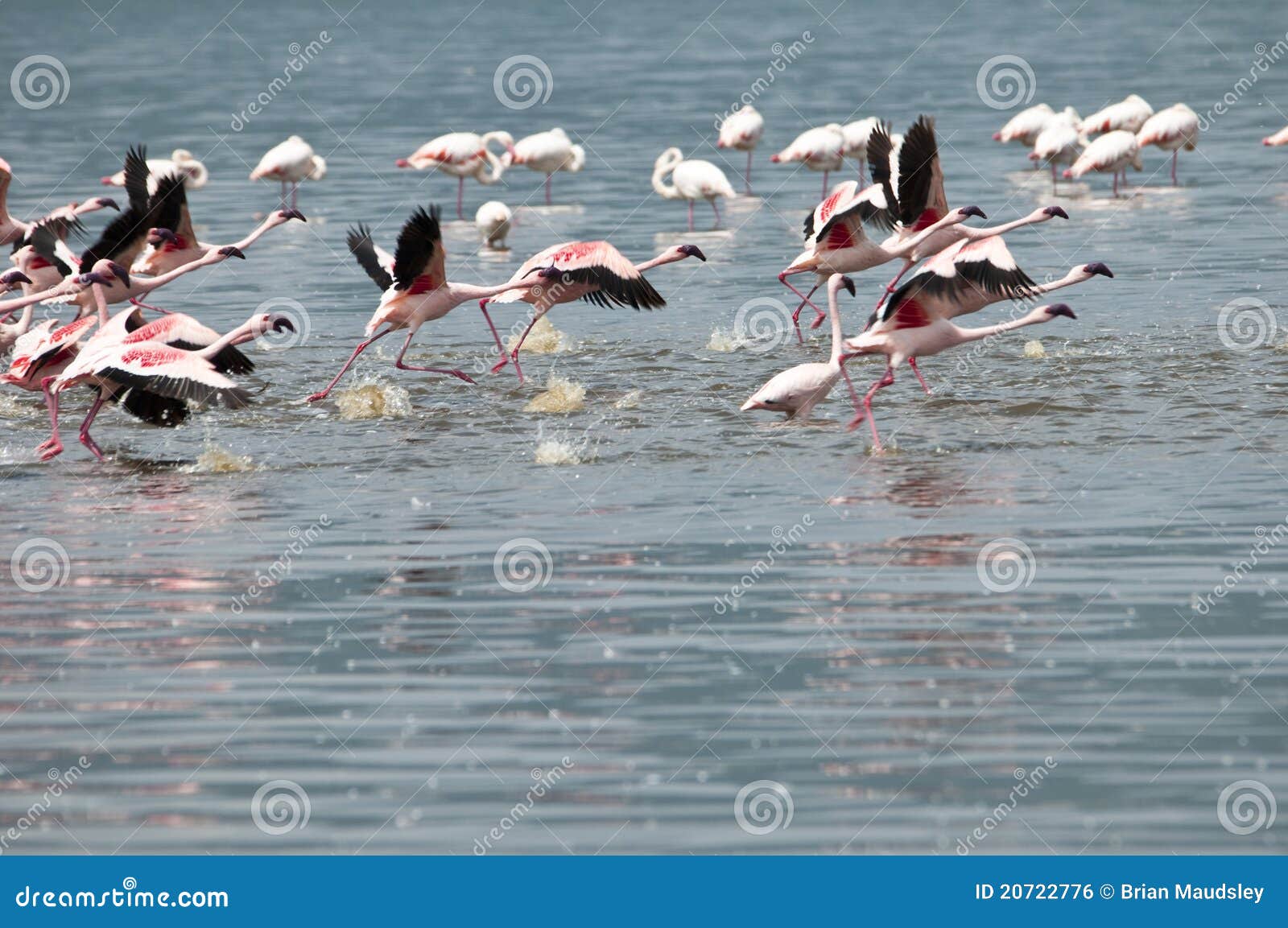 Flamingos taking off. stock photo. Image of soda, flocks - 20722776