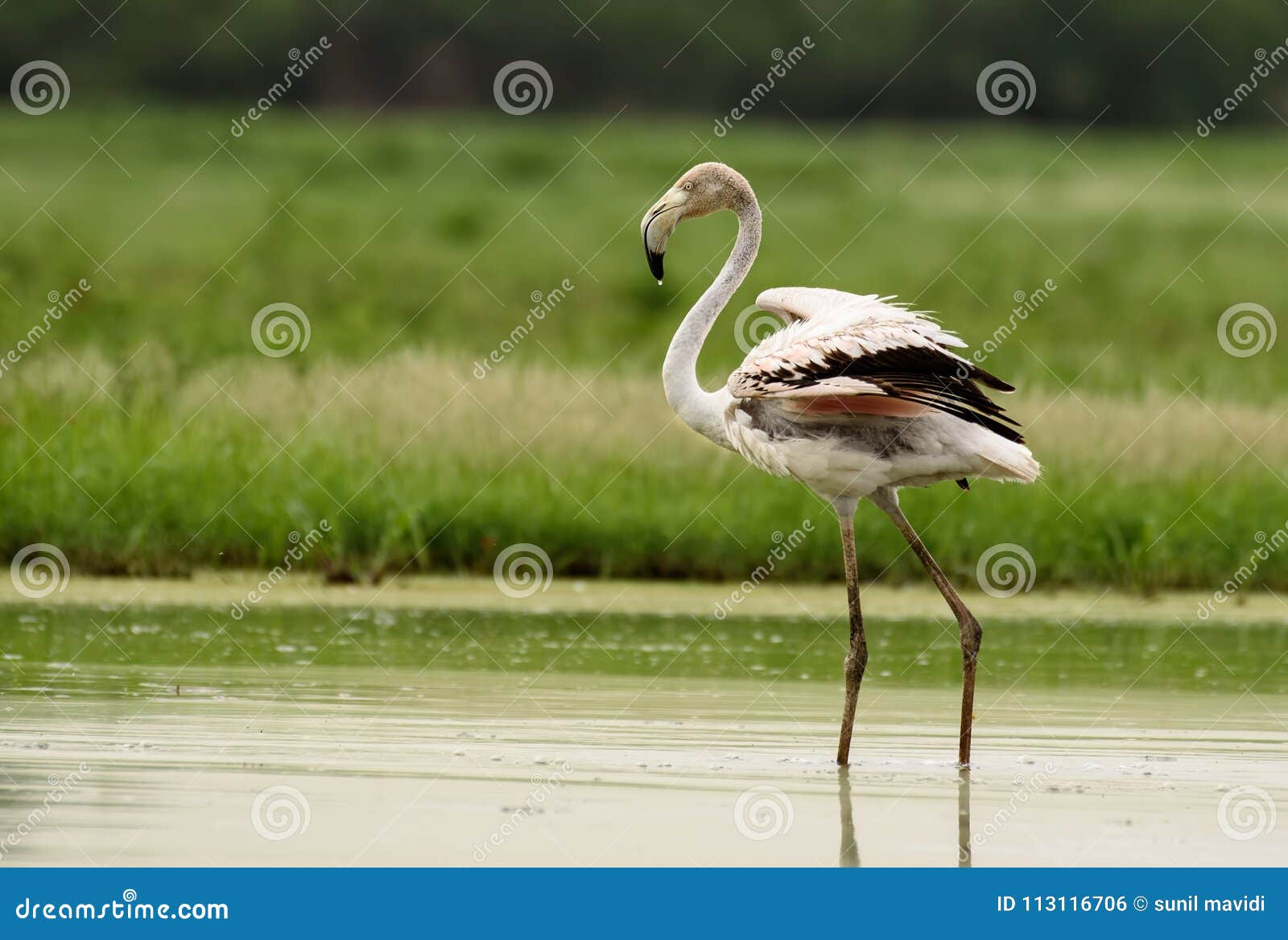 Flamingos stock photo. Image of tall, feed, wildlife - 113116706