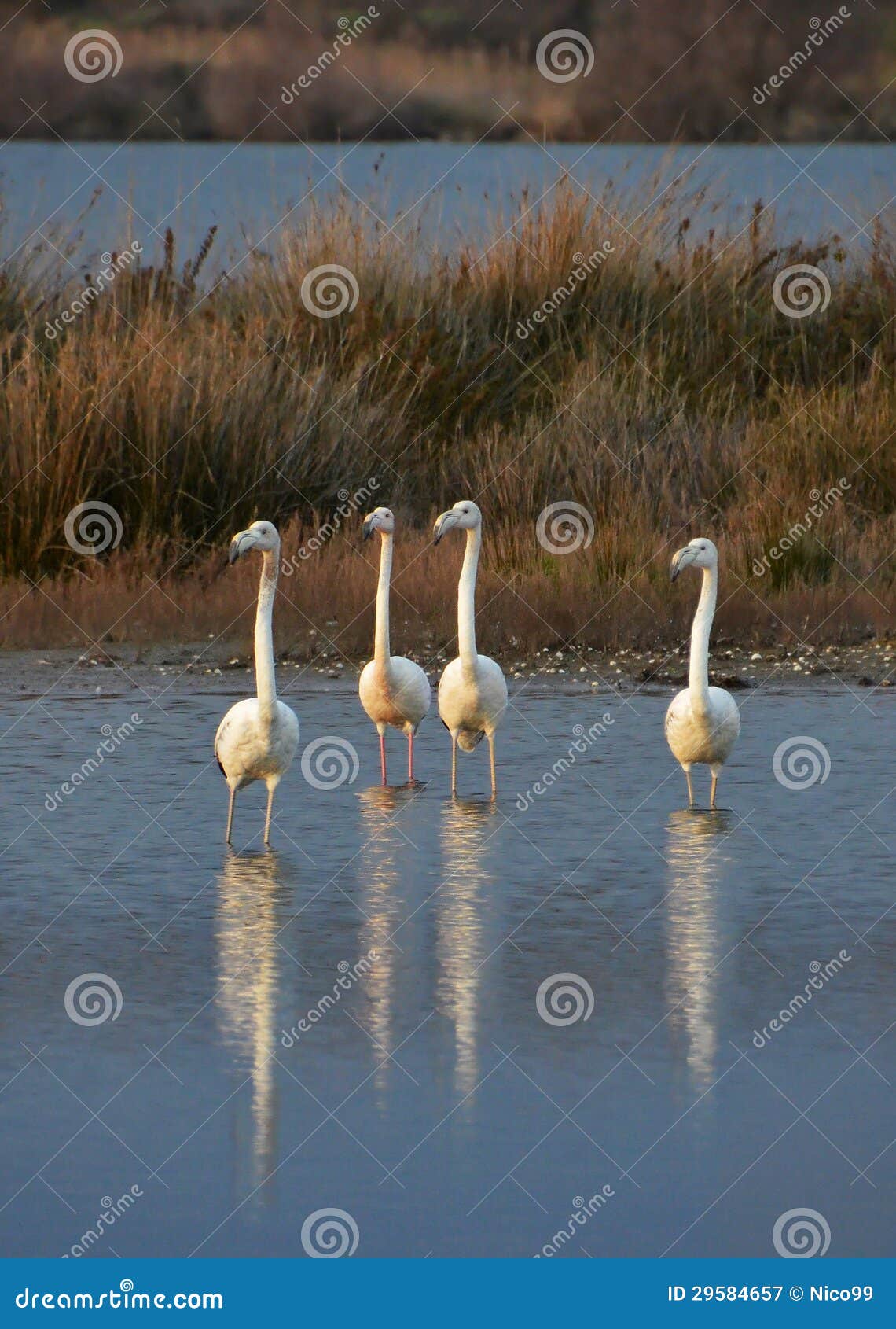 Flamingos team stock image. Image of bird, animal, nature - 29584657