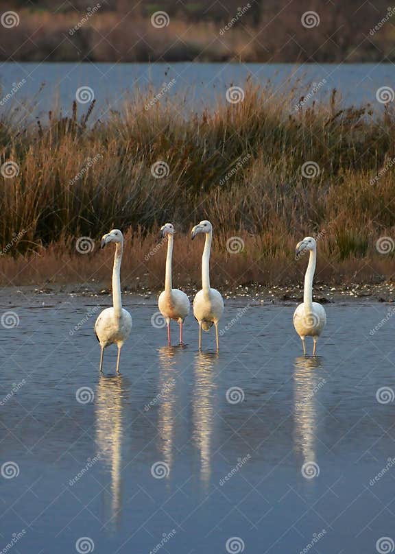 Flamingos team stock image. Image of bird, animal, nature - 29584657