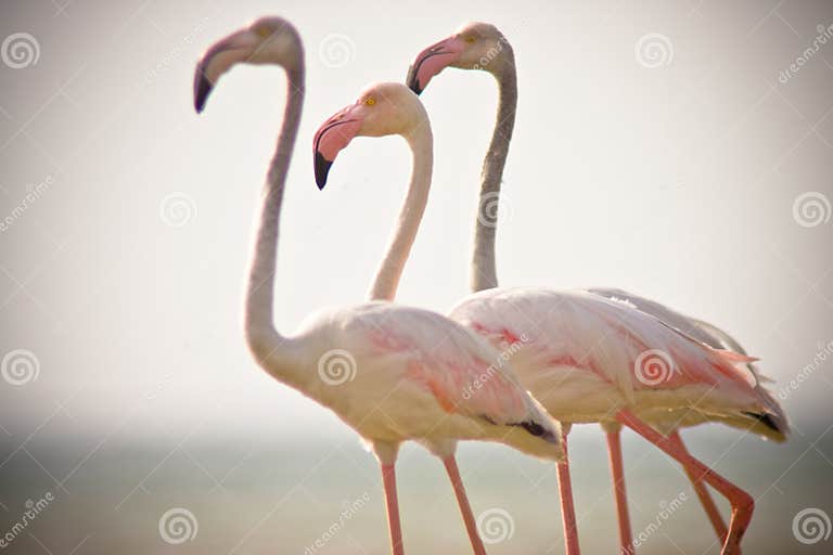 Flamingos stock photo. Image of shore, long, walking - 61317938