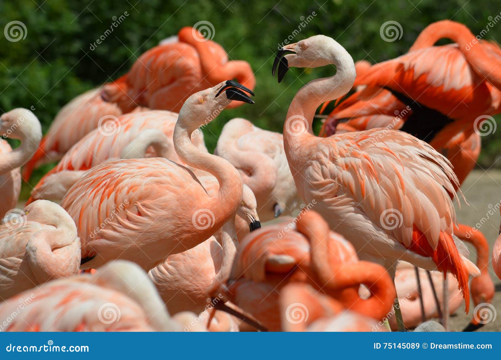 Flamingos stock image. Image of white, fight, flamingos - 75145089