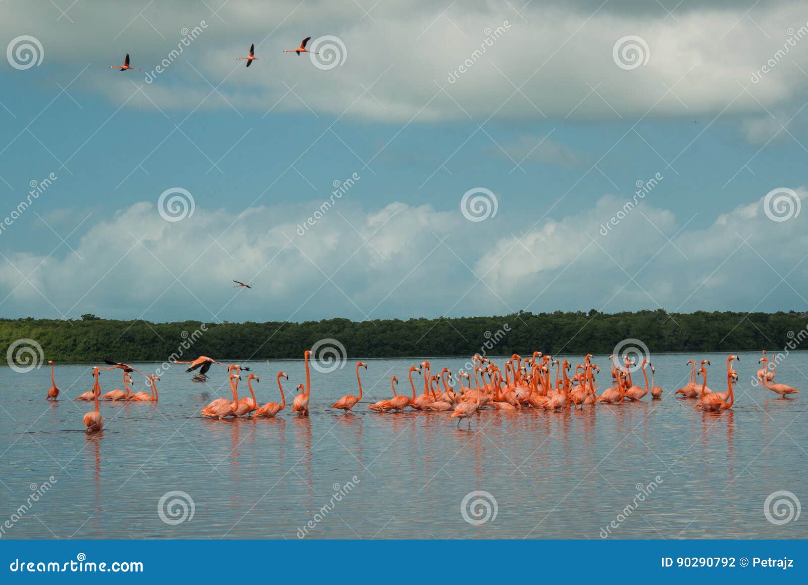 Flamingos stock photo. Image of tree, caribbean, merida - 90290792