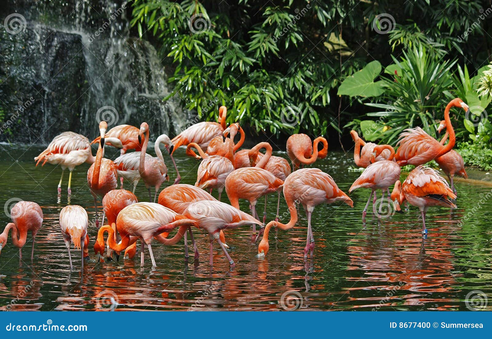 Flamingos & waterfall stock photo. Image of forest - 8677400