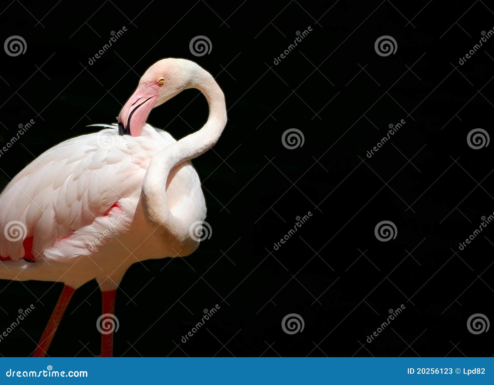 Flamino stock image. Image of flamingo, wildlife, animal - 20256123