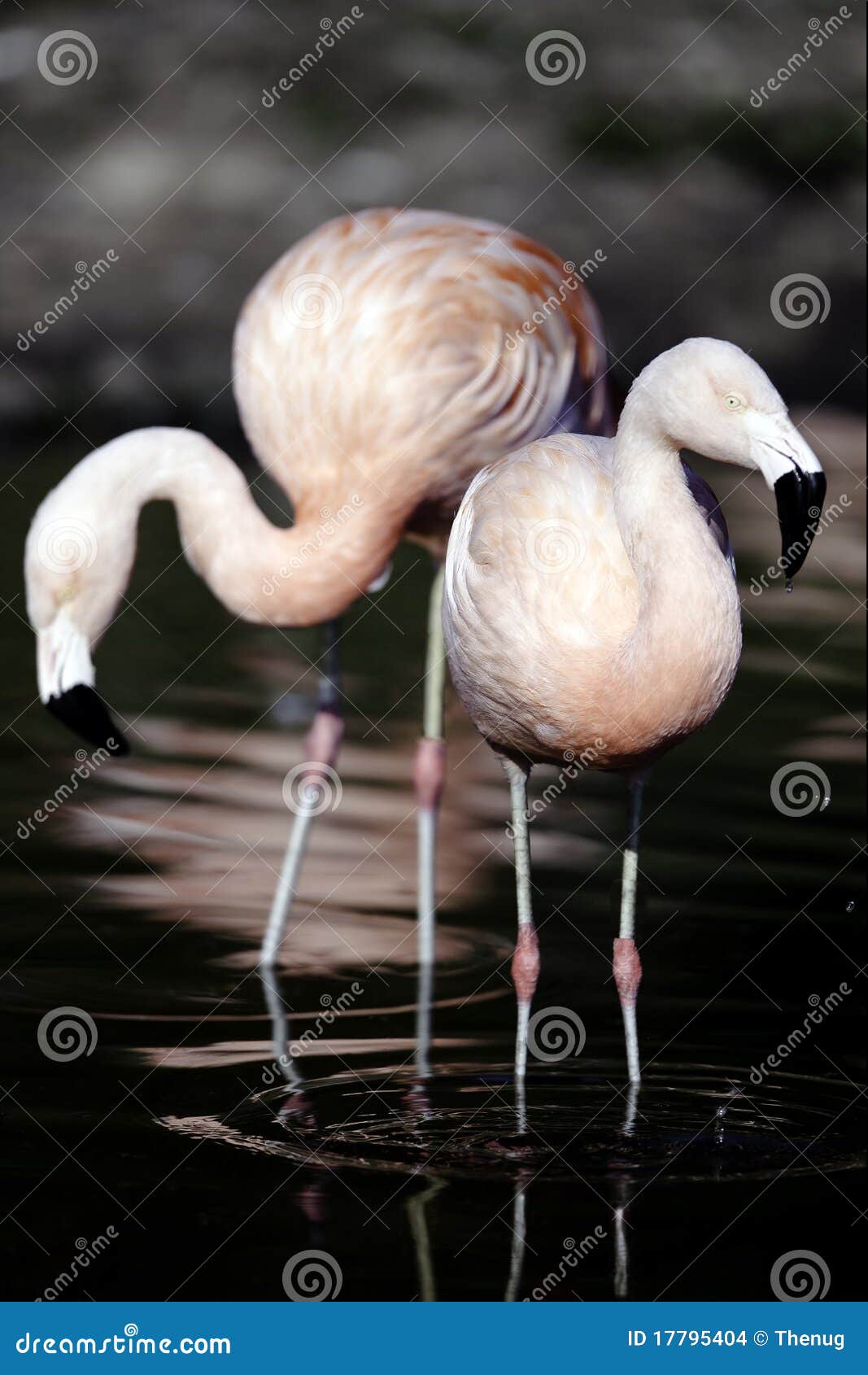 Flammimg Flamingos stock photo. Image of flamingos, wading - 17795404