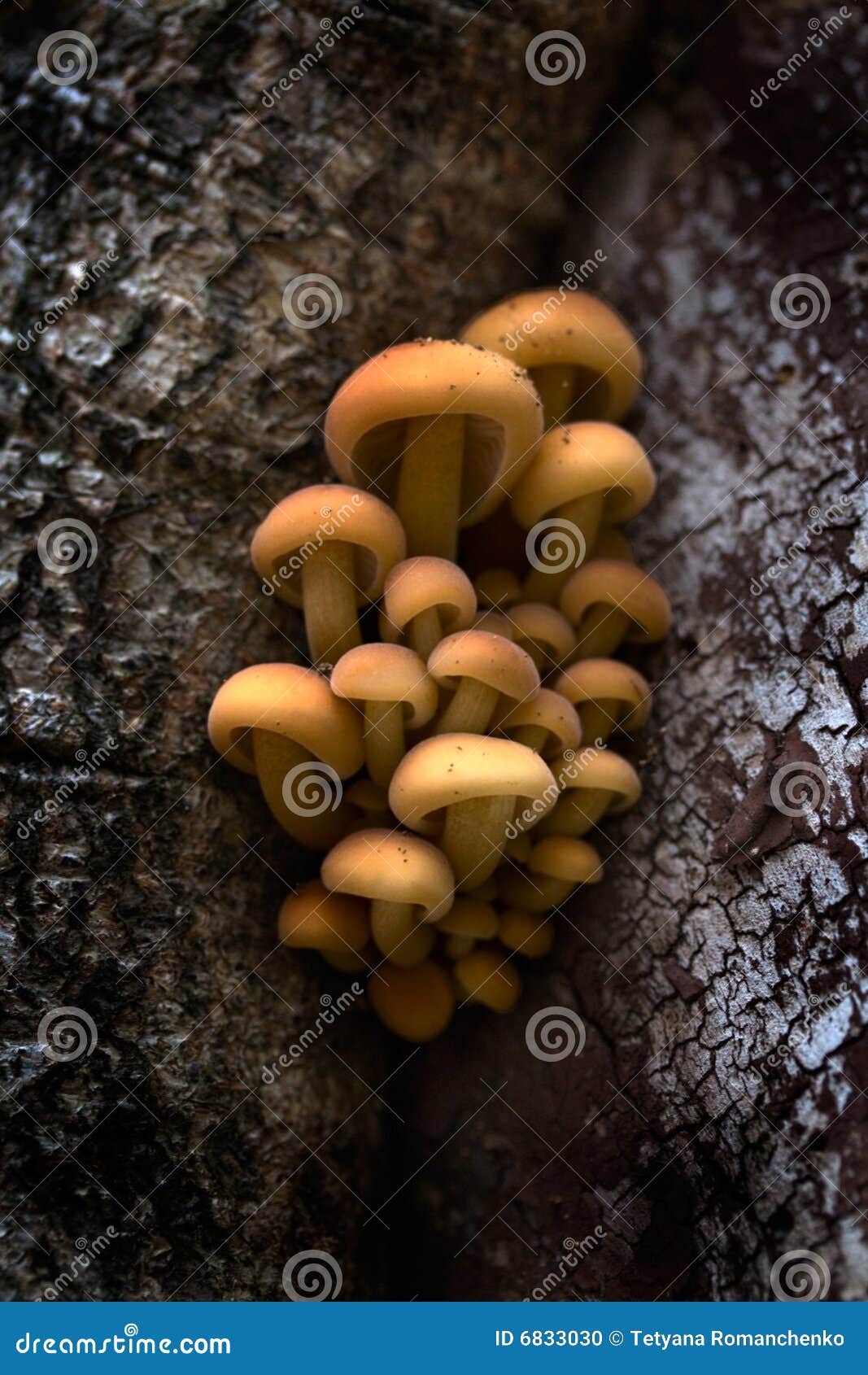 Flammulina velutipes (1) stock photo. Image of pick, mycology - 6833030