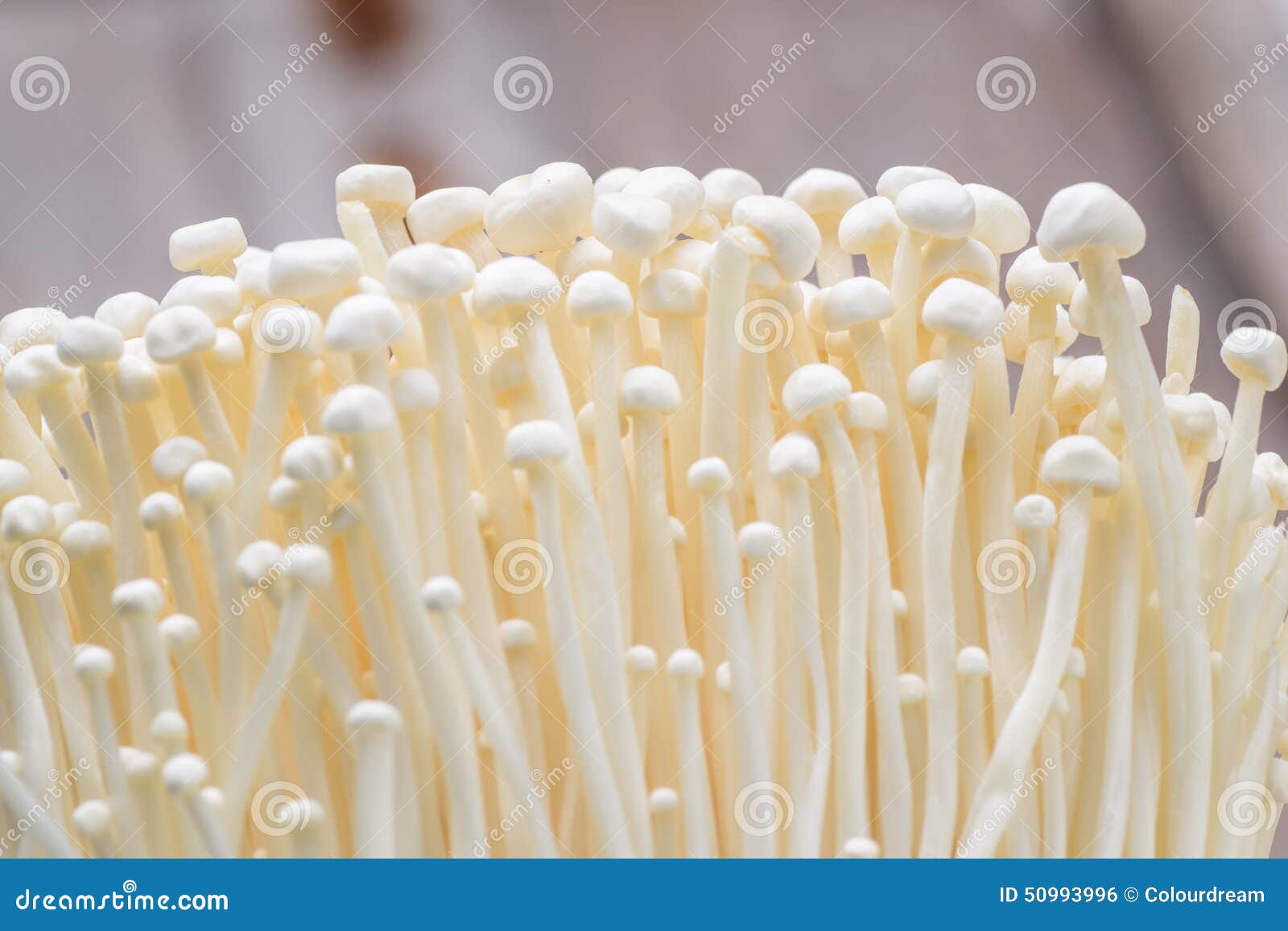 Flammulina velutipes stock photo. Image of marmoreus - 50993996
