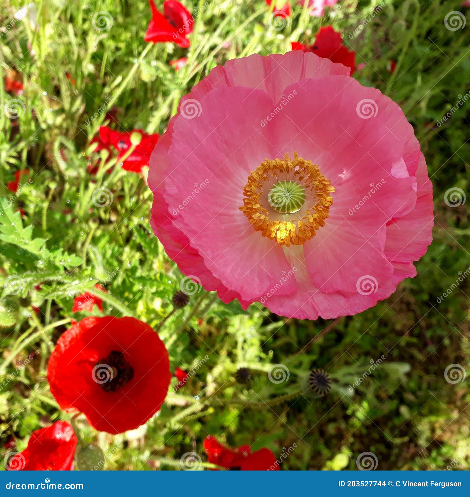 Pink Petaled Flanders Poppy Flower Mandala 02 Stock Photo - Image of ...