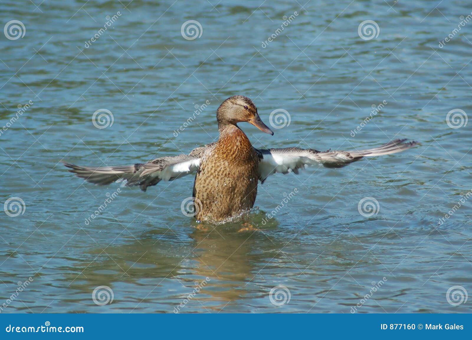In a Flap stock photo. Image of brown, beak, water, duck - 877160