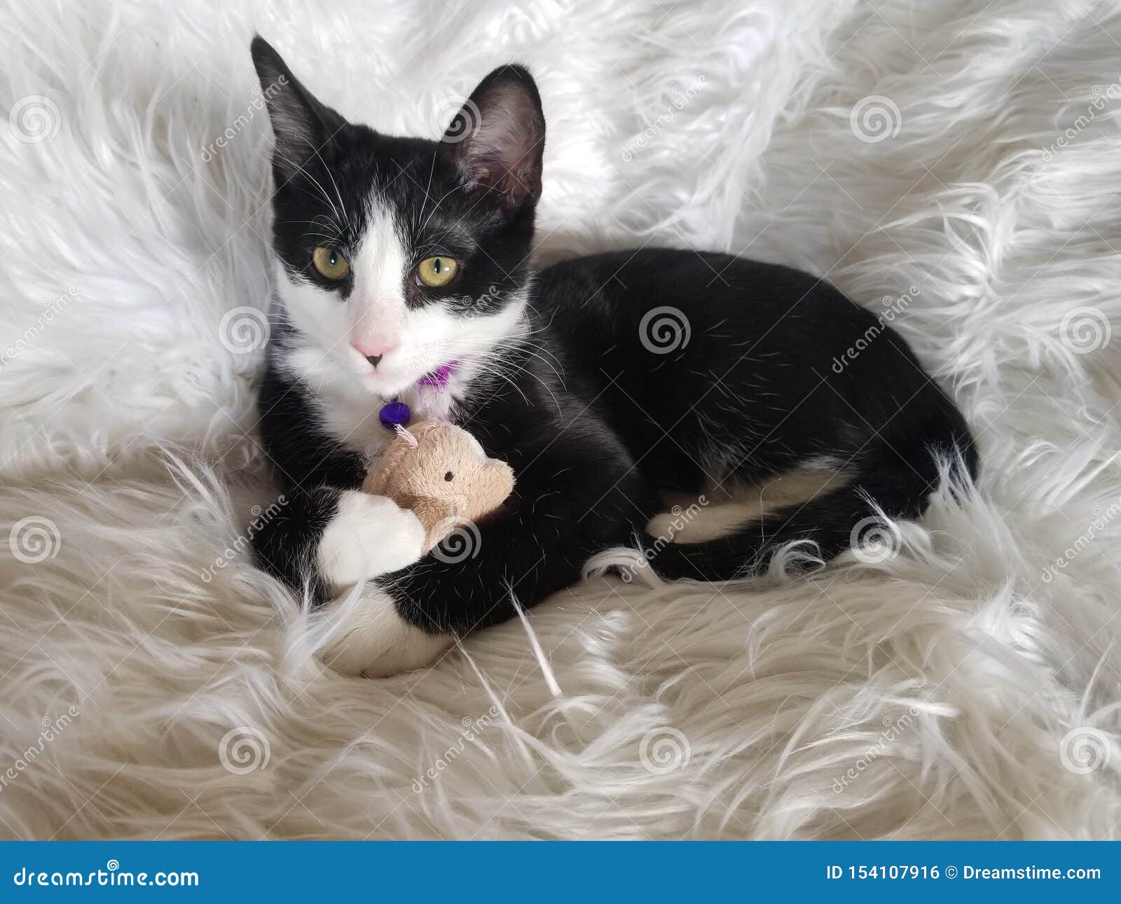 Flap Jack and the rat stock photo. Image of jack, flap - 154107916