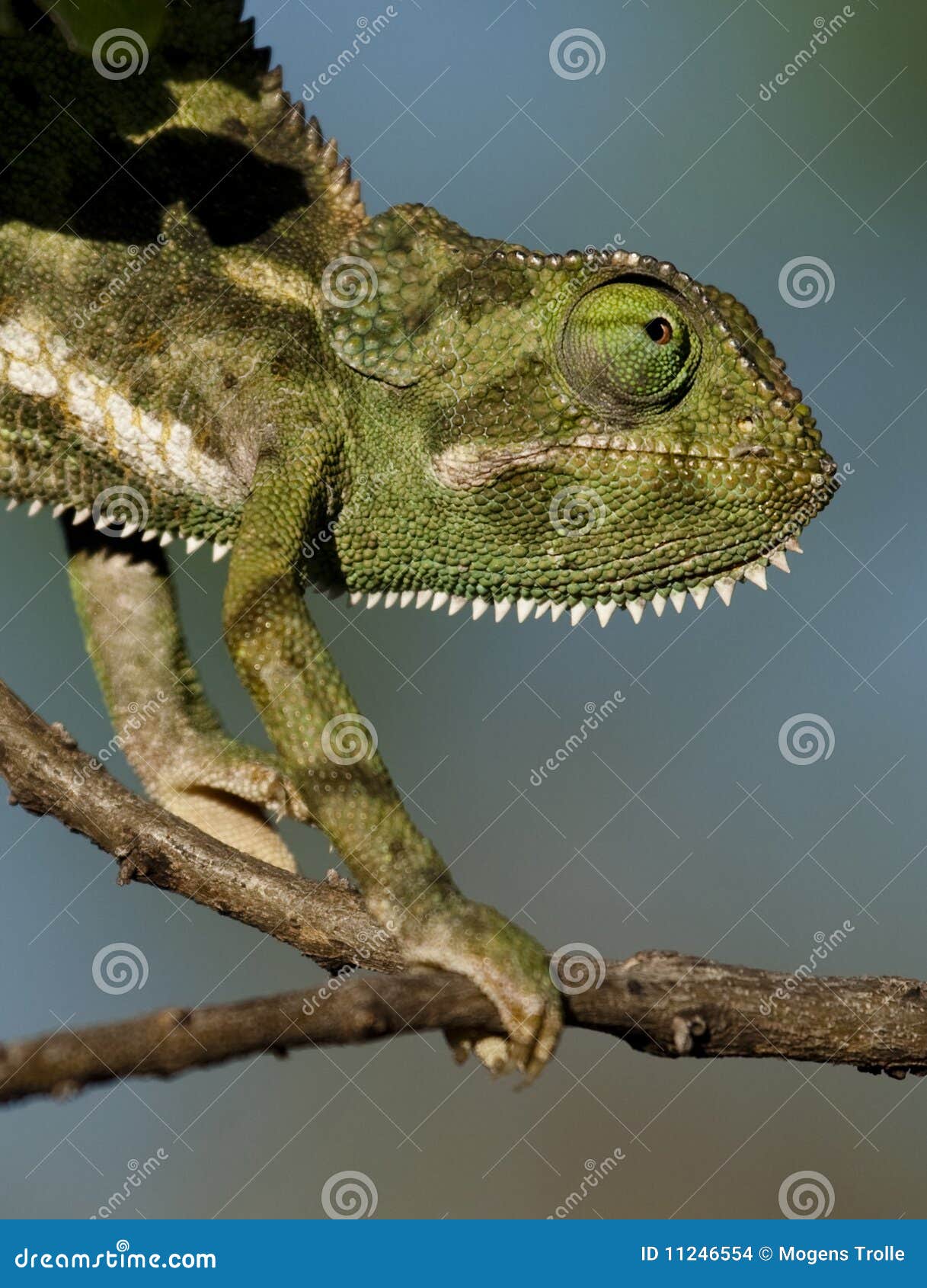 Flap-necked Chameleon, Masai Mara, Kenya Stock Photo - Image of lizard ...