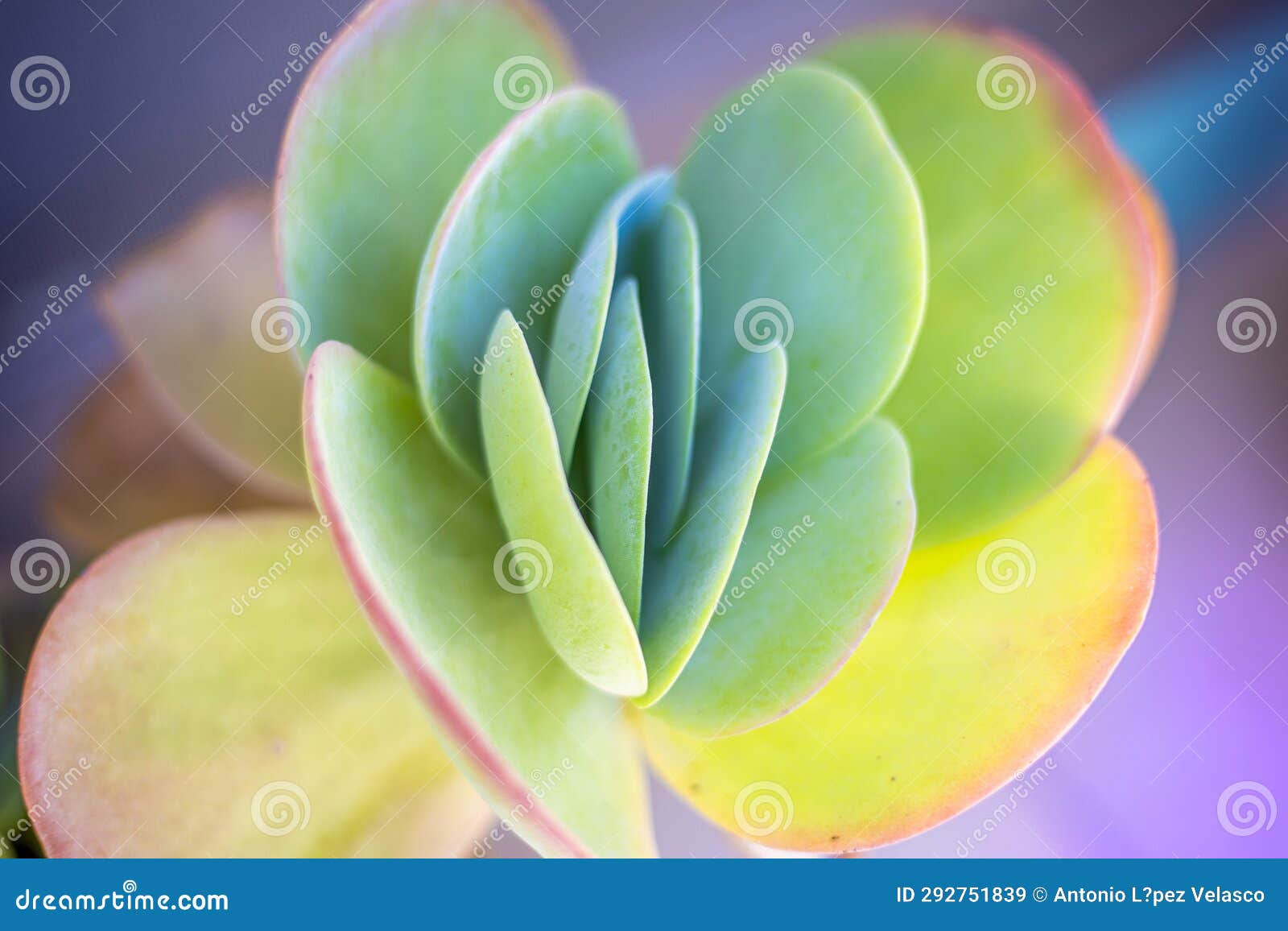 Flapjack Paddle Plant with Thick Leaves and Multiple Colors Stock Image ...