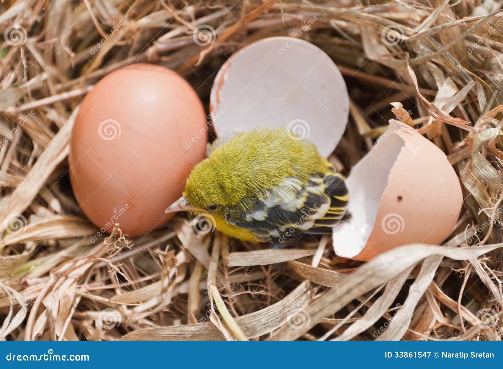Flapper stock image. Image of blue, cold, natural, fowl - 33861547