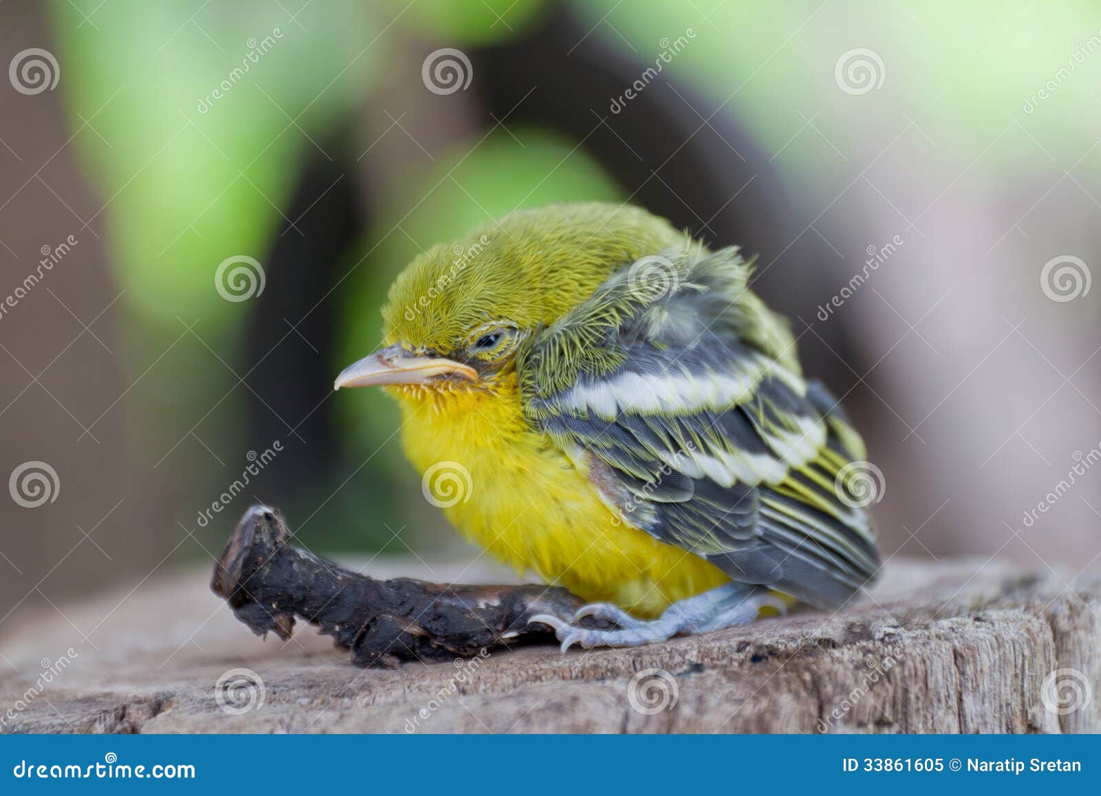 Flapper stock image. Image of animal, passerine, branch - 33861605