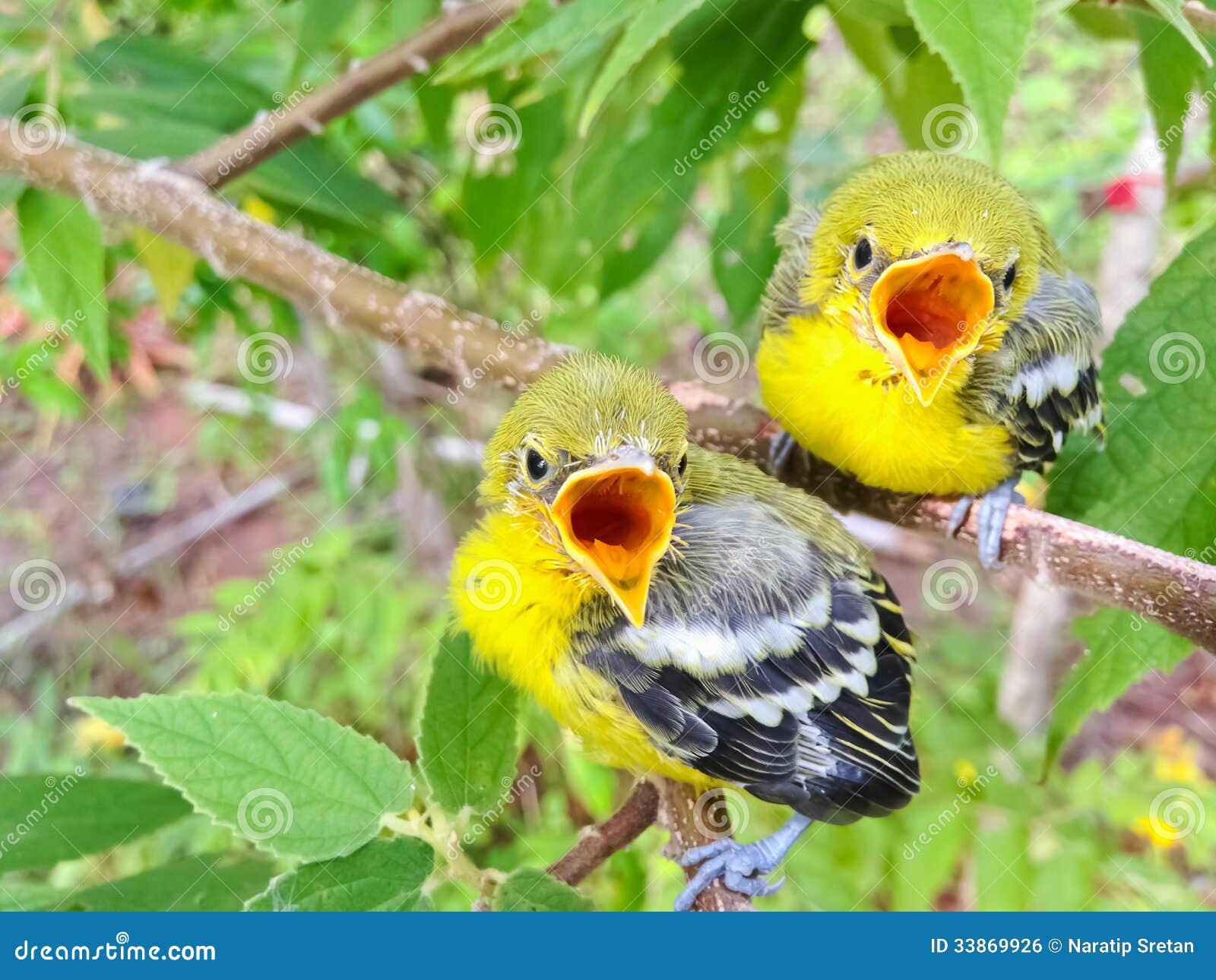 Flapper stock photo. Image of look, bunting, parus, animal - 33869926