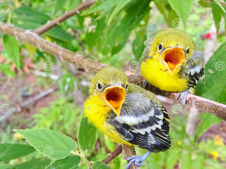 Flapper stock photo. Image of look, bunting, parus, animal - 33869926