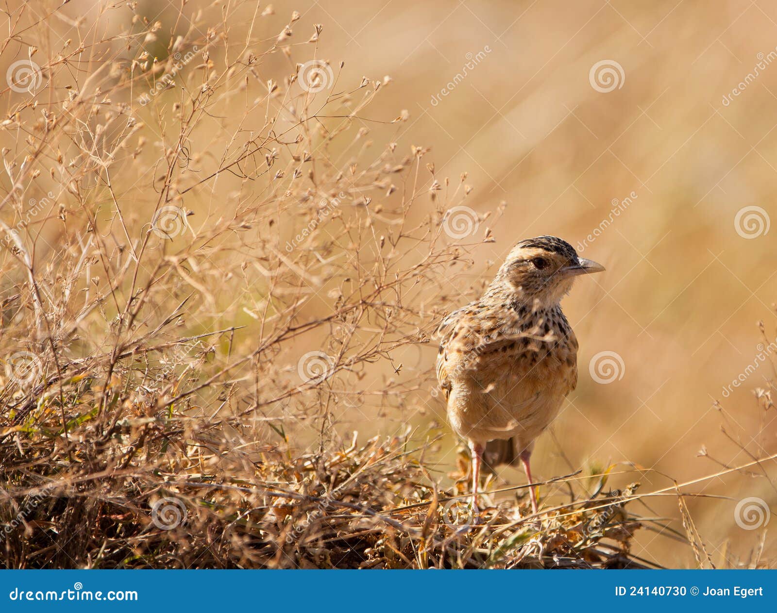 A Flappet Lark at a Dry Plant Stock Photo - Image of colours, kenyan ...